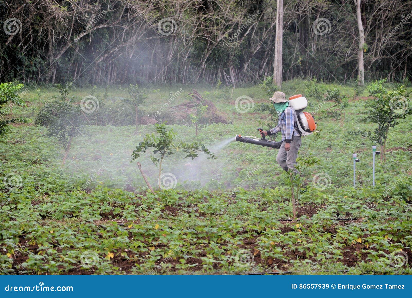 Crop fumigation stock image. Image of working, fumigation - 86557939