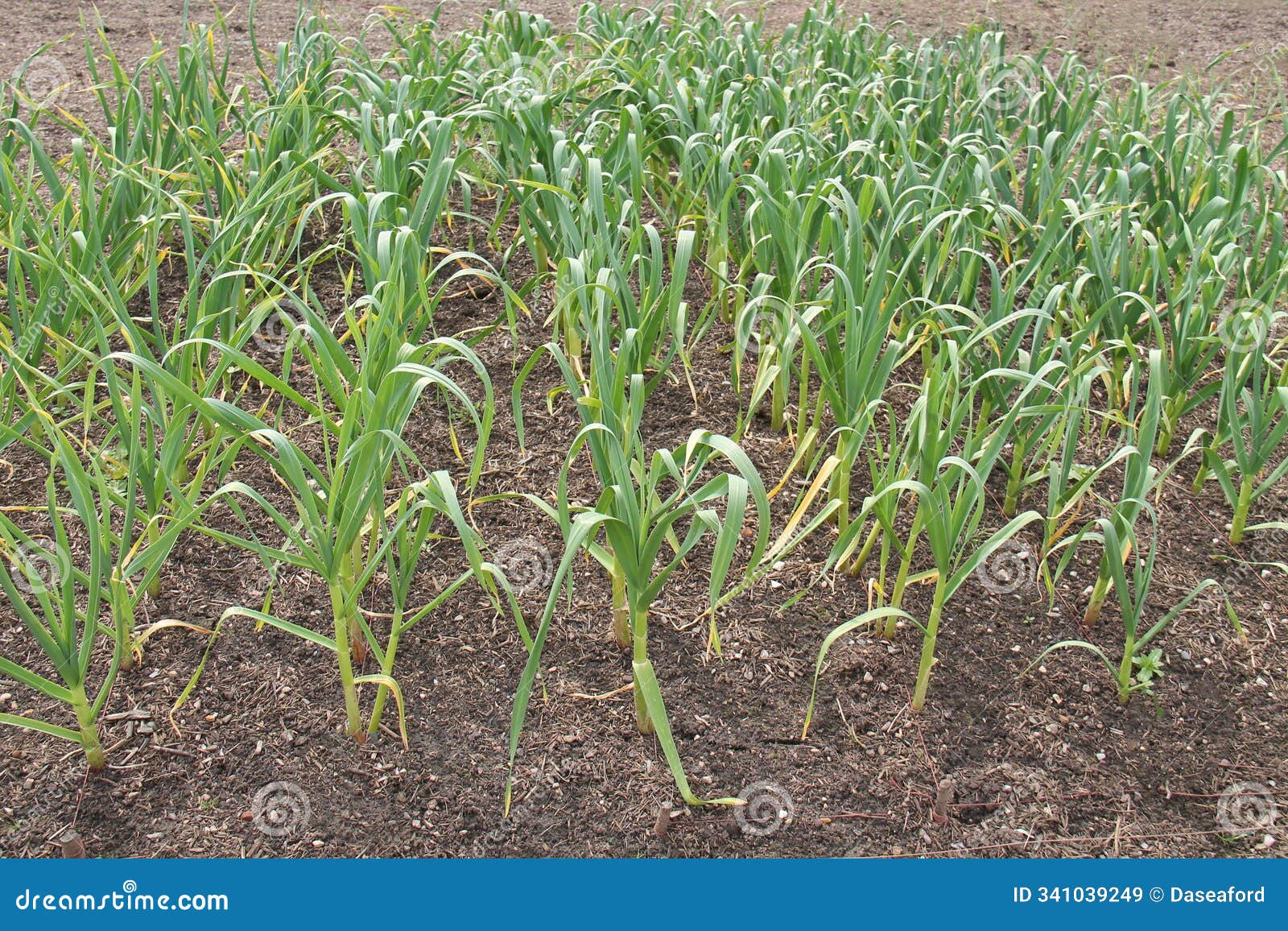 Crop of Garlic Plants. stock image. Image of grass, bulbs - 341039249