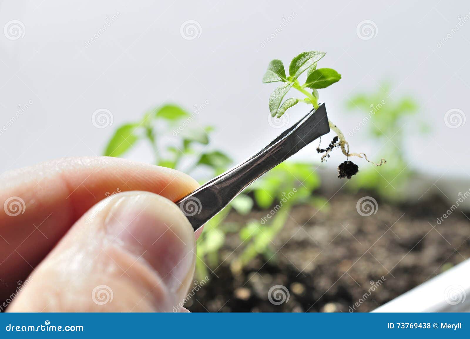 Crop genetic engineering stock photo. Image of cultivation - 73769438