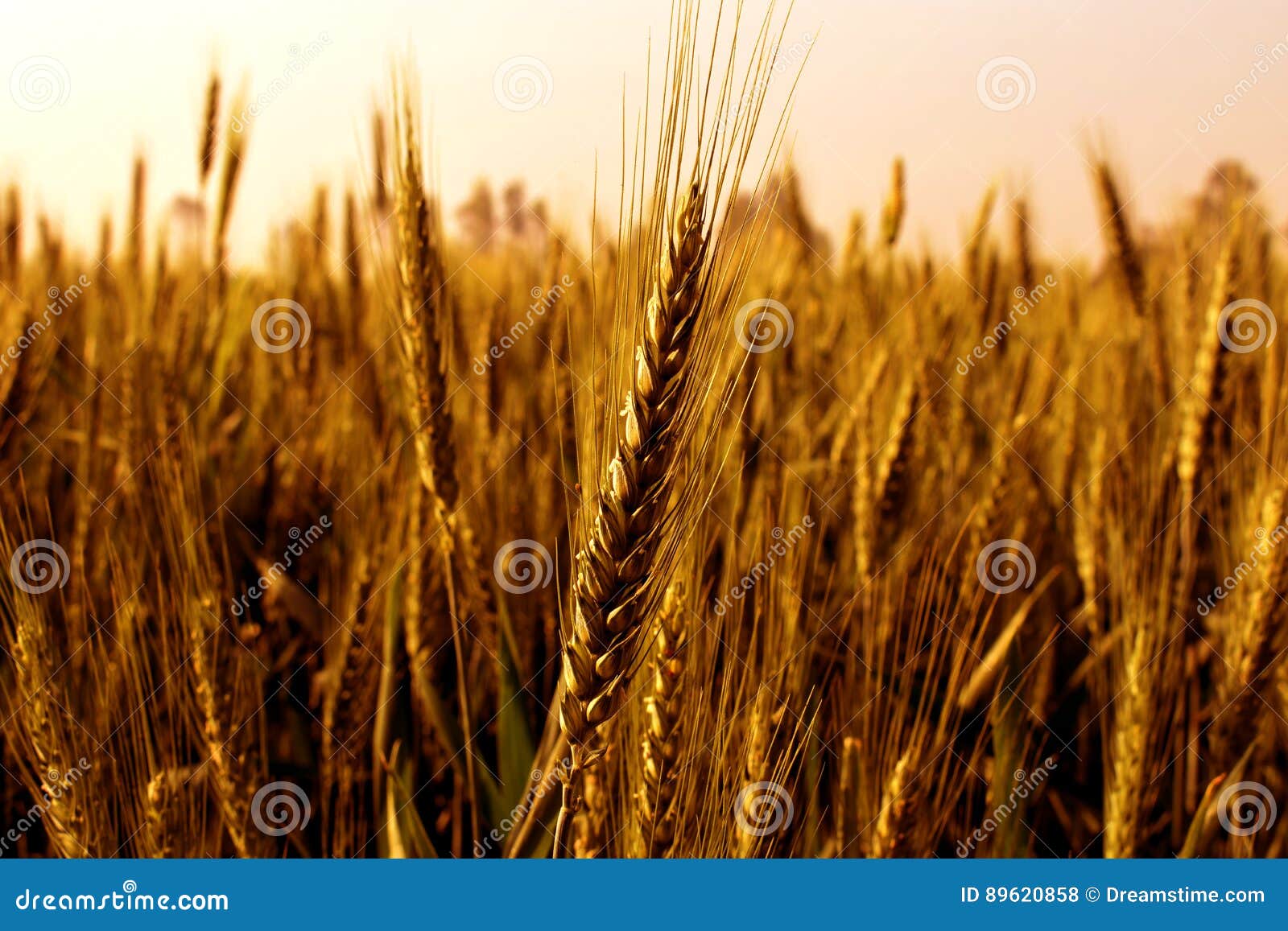 Wheat Of India, Green Wheat Growing On Land Of India Top View ...