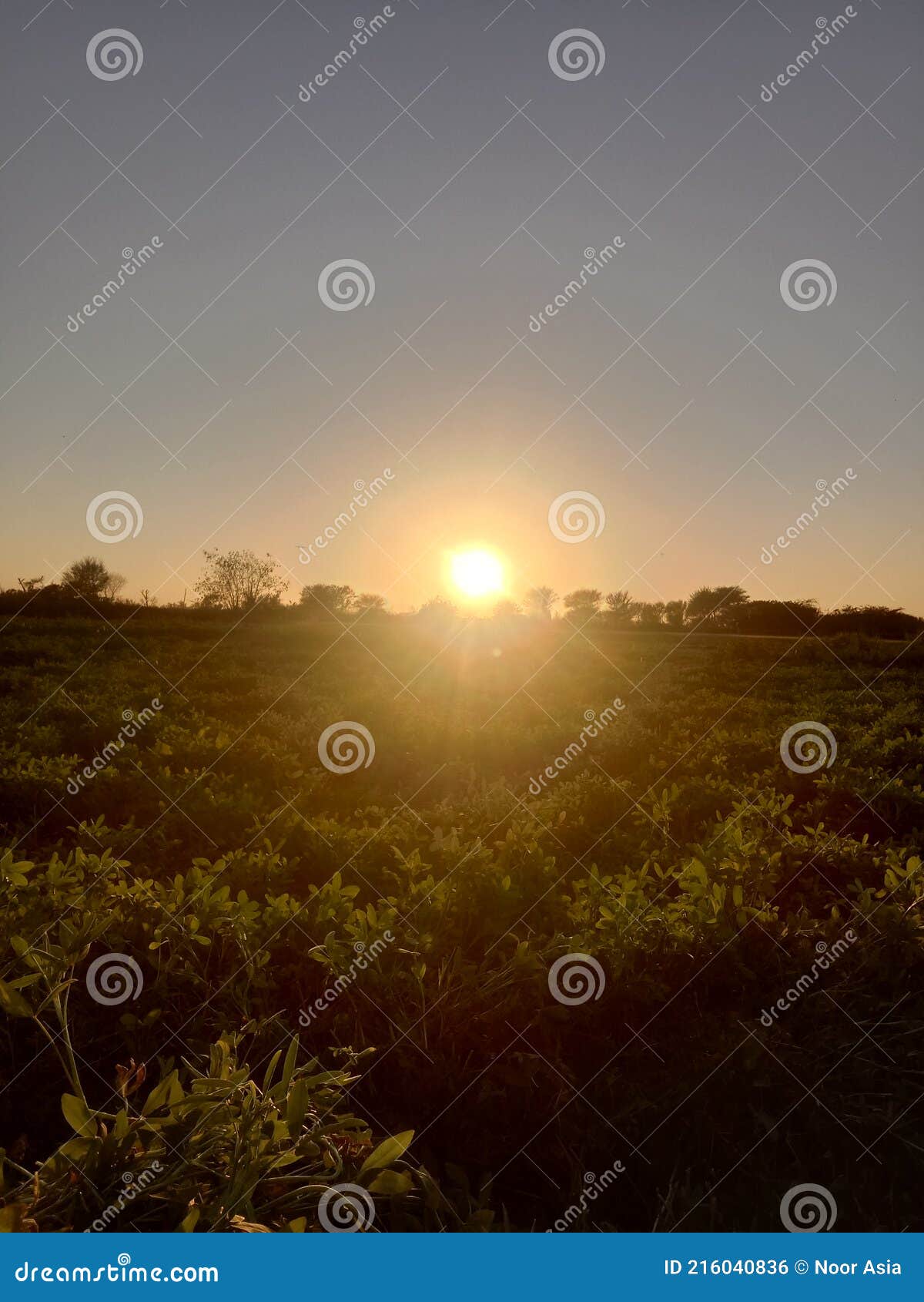 Crop Grass and Sun stock photo. Image of field, crop - 216040836