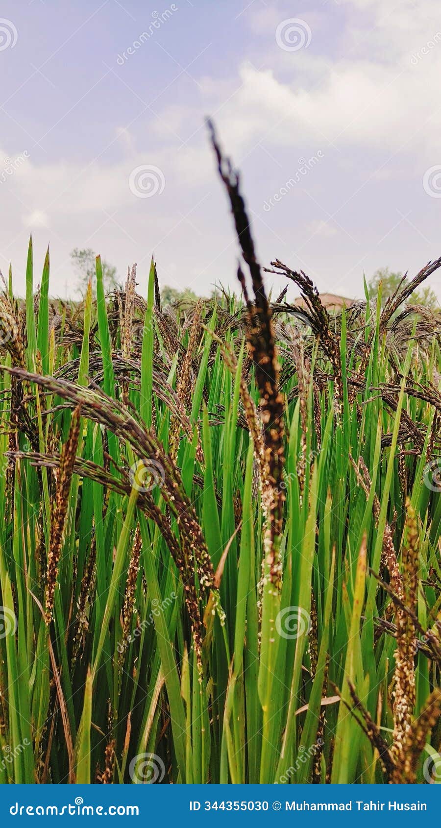 Growing Rice And Green Grass Field Royalty-Free Stock Photo ...