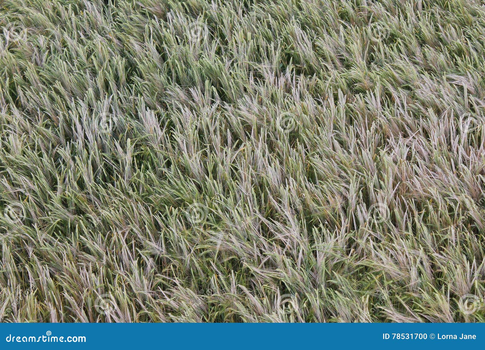 Crop Growing Rye Wheat Grain Seed Head Stock Photo - Image of ...