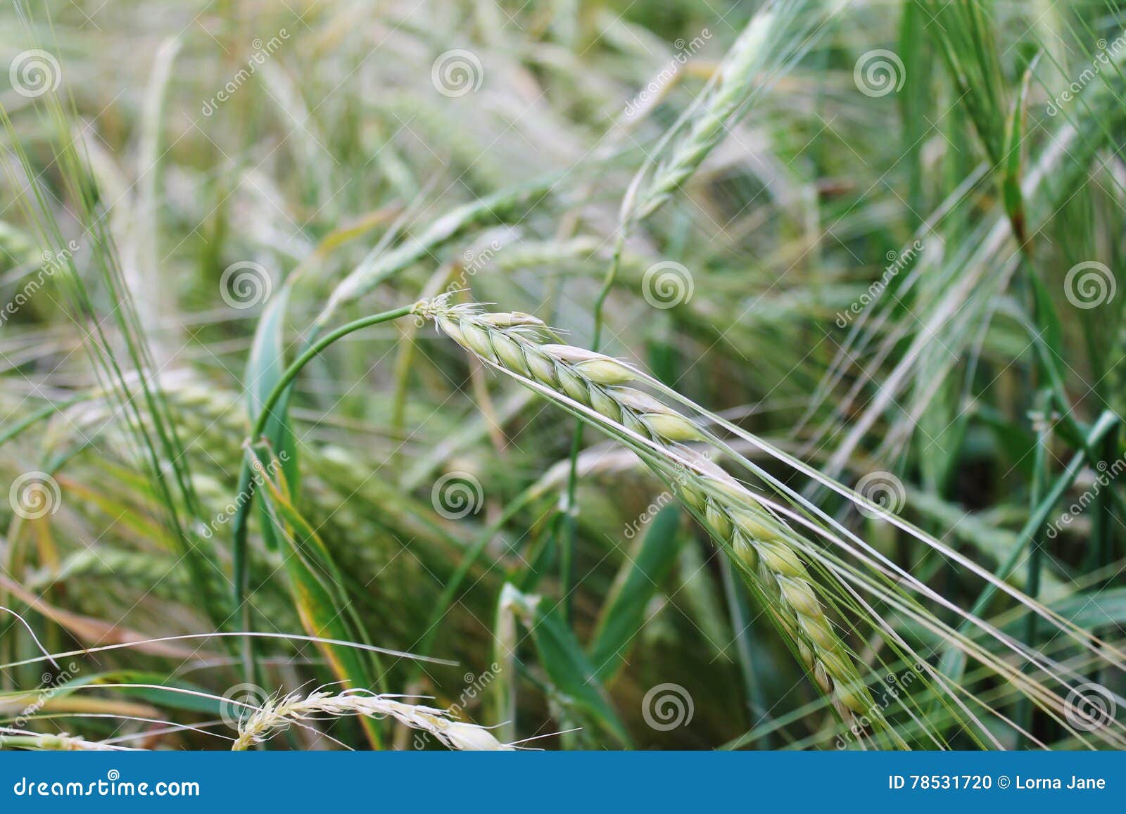 Wheat Rye Crop Growing Grain Seed Head Stock Photo - Image of barley ...