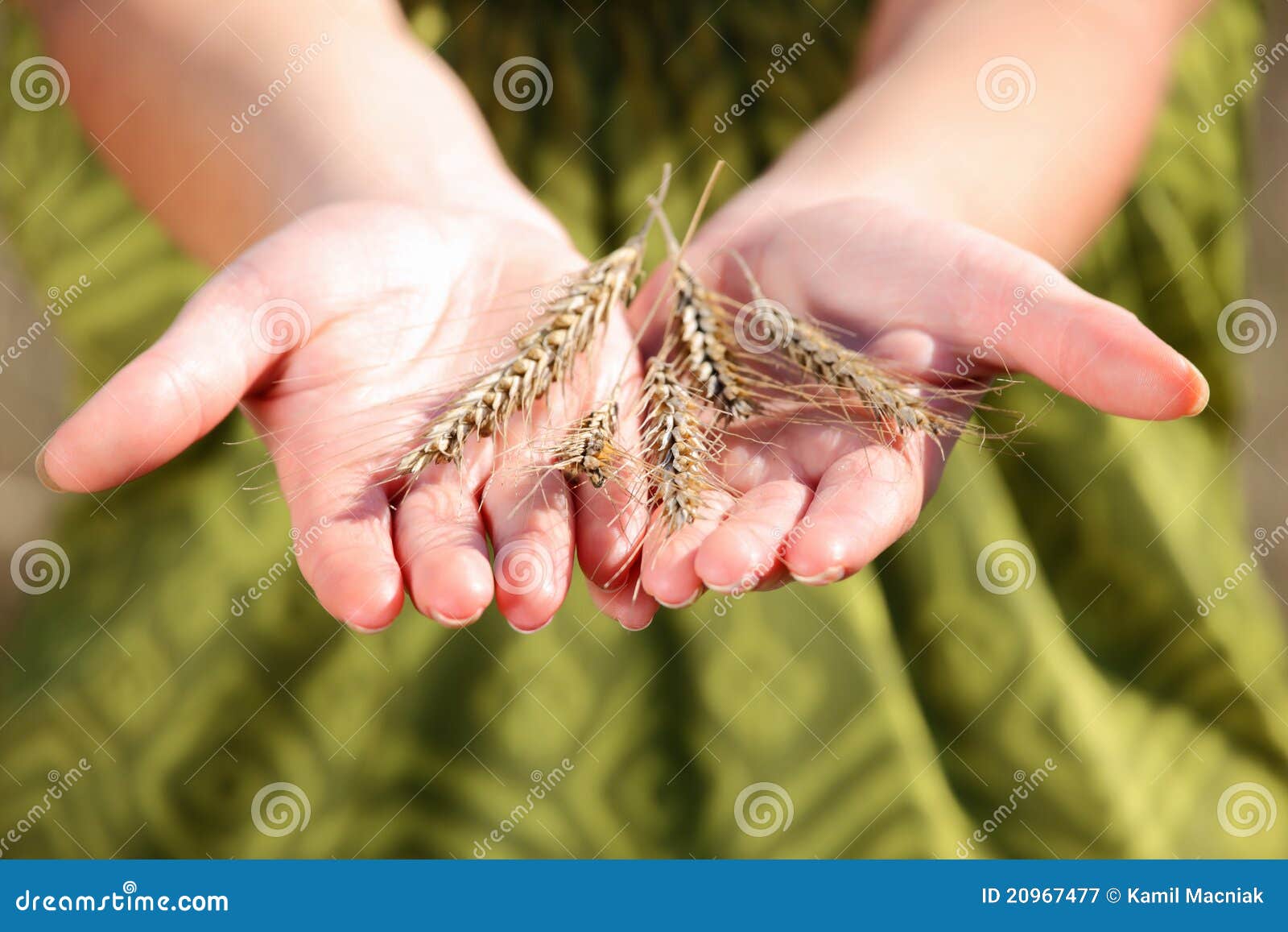 Crop on hand stock image. Image of farmer, organic, human - 20967477