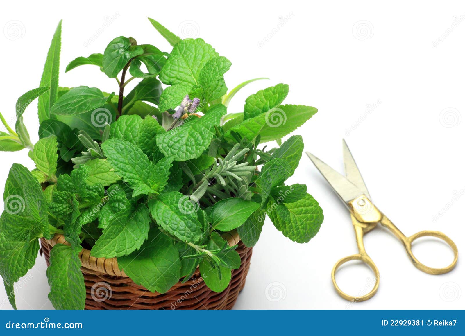 Crop of the herb stock image. Image of food, herb, green - 22929381