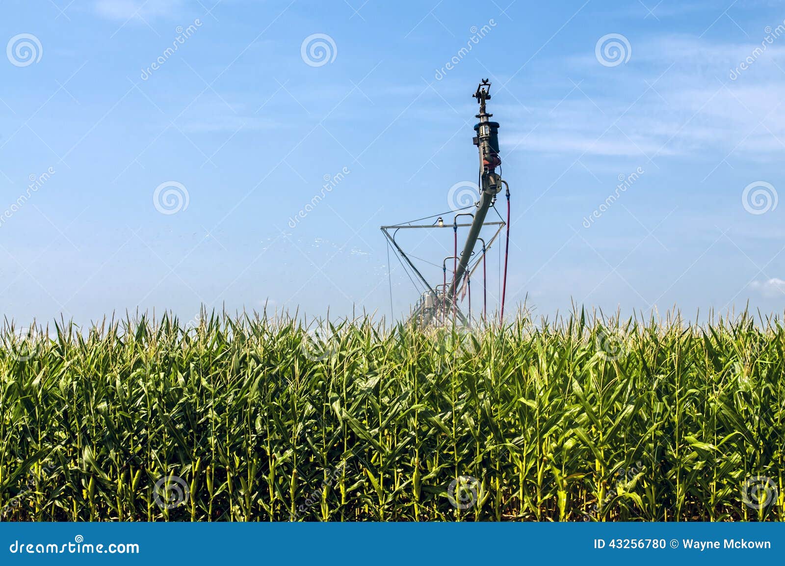 Crop irrigation system stock photo. Image of fresh, gold - 43256780