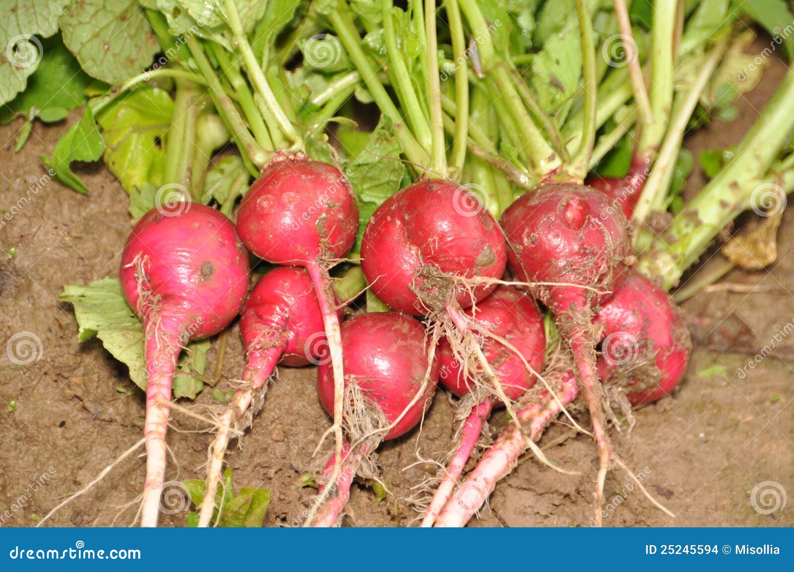The Crop of a Large Garden Radish on the Earth Stock Photo - Image of ...