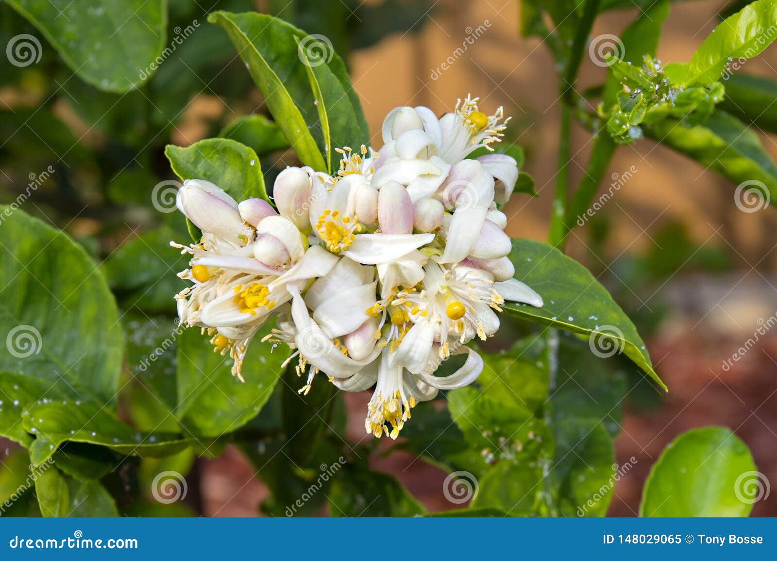 Crop of Lemon Flowers stock image. Image of lemonade - 148029065