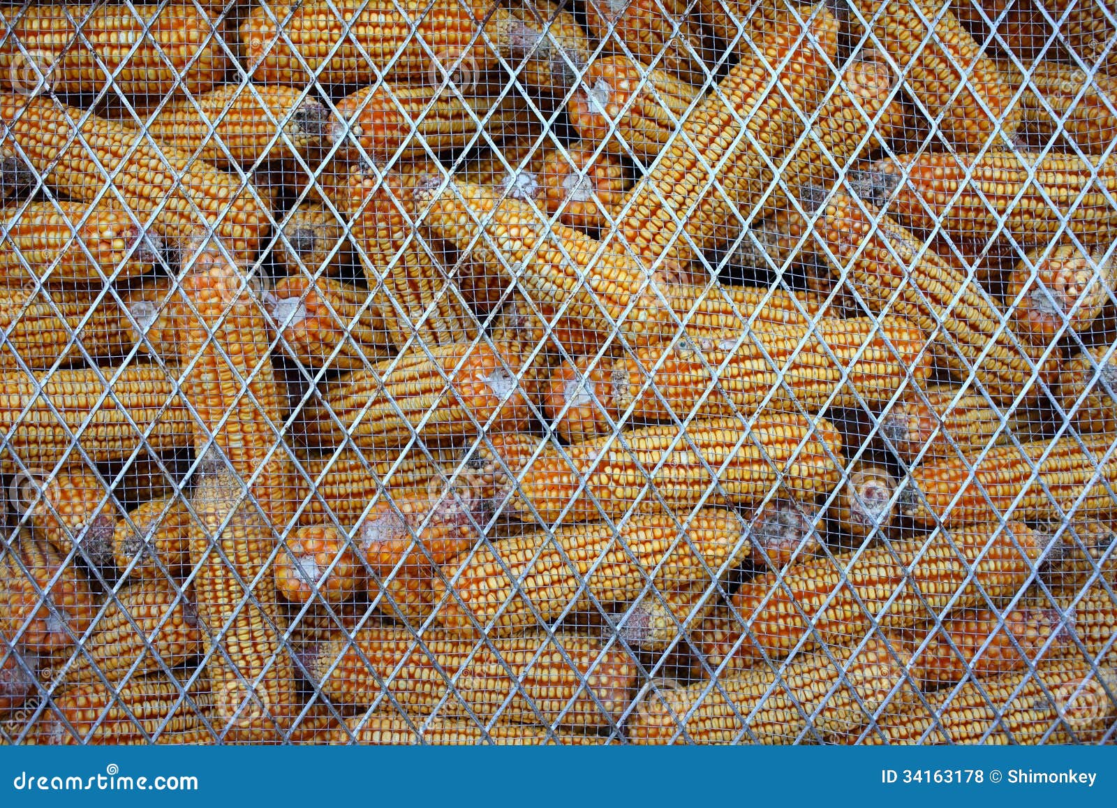 Crop stock photo. Image of group, protein, seeds, corn - 34163178