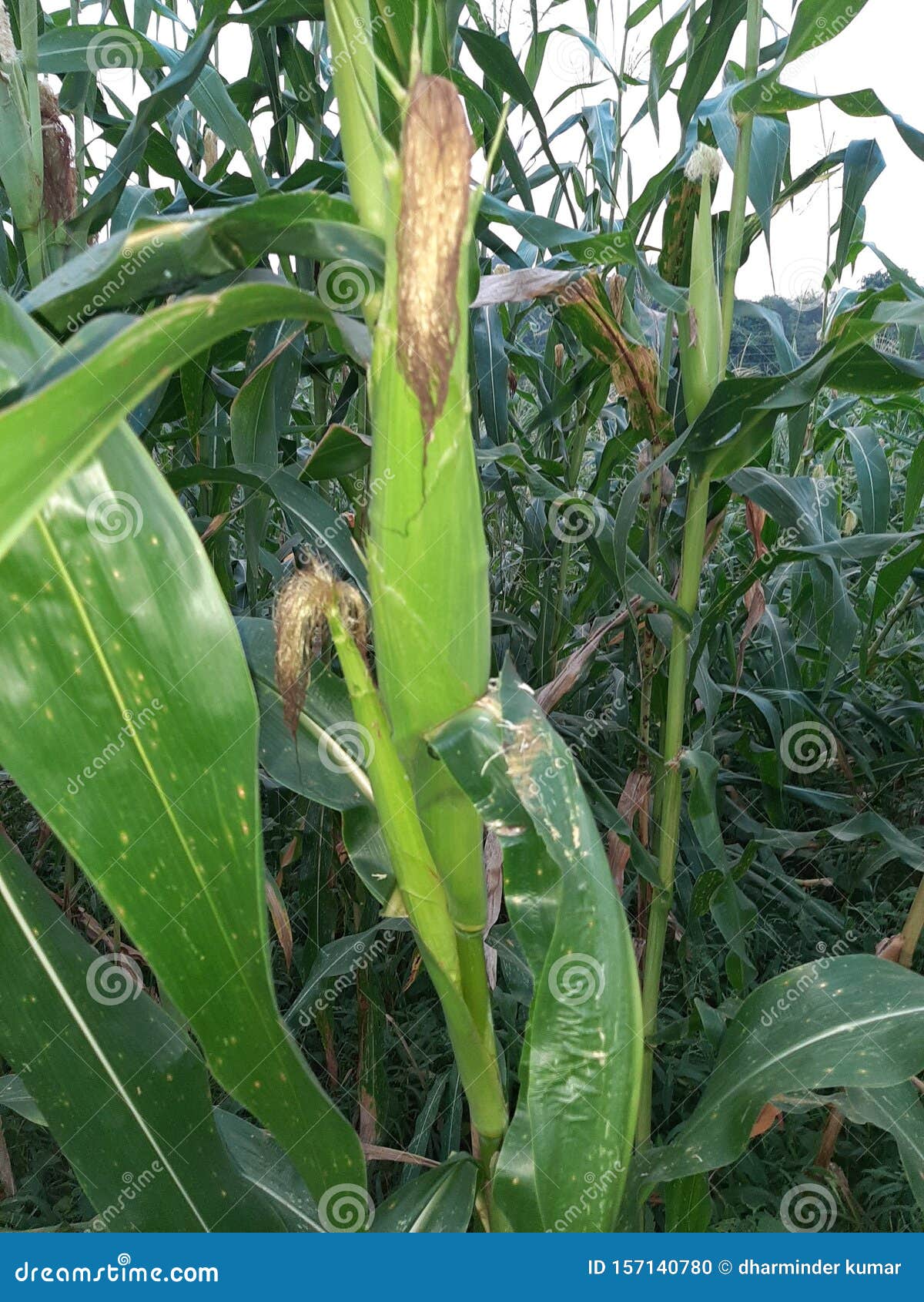 Crop Maize Farm Fresh Health Stock Photo - Image of health, maize ...