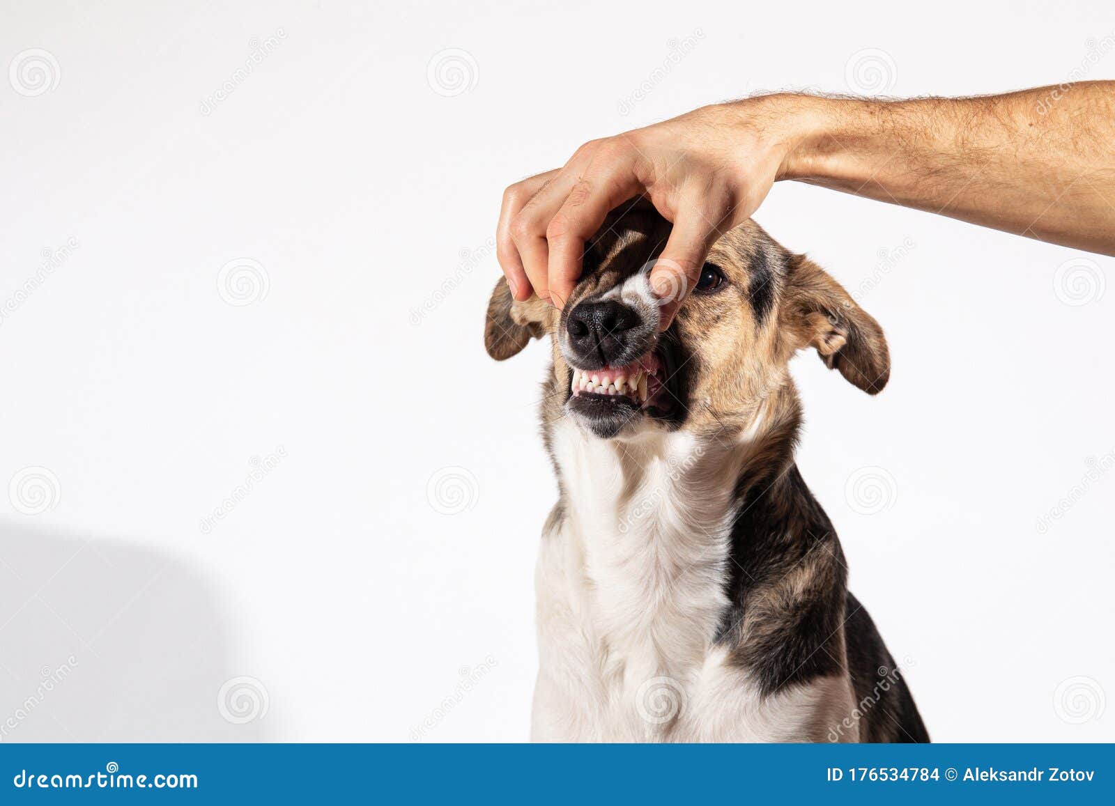 Faceless Person Hand Looking at Dog Teeth Stock Photo - Image of mixed ...