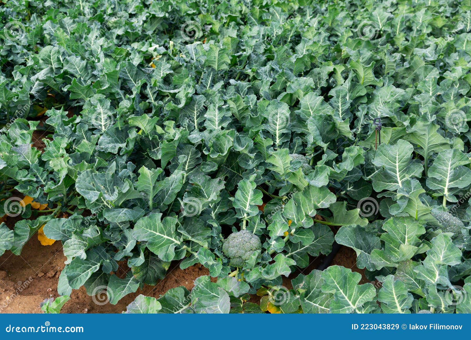 Crop of Broccoli Growing on Farm Field Stock Image - Image of ...
