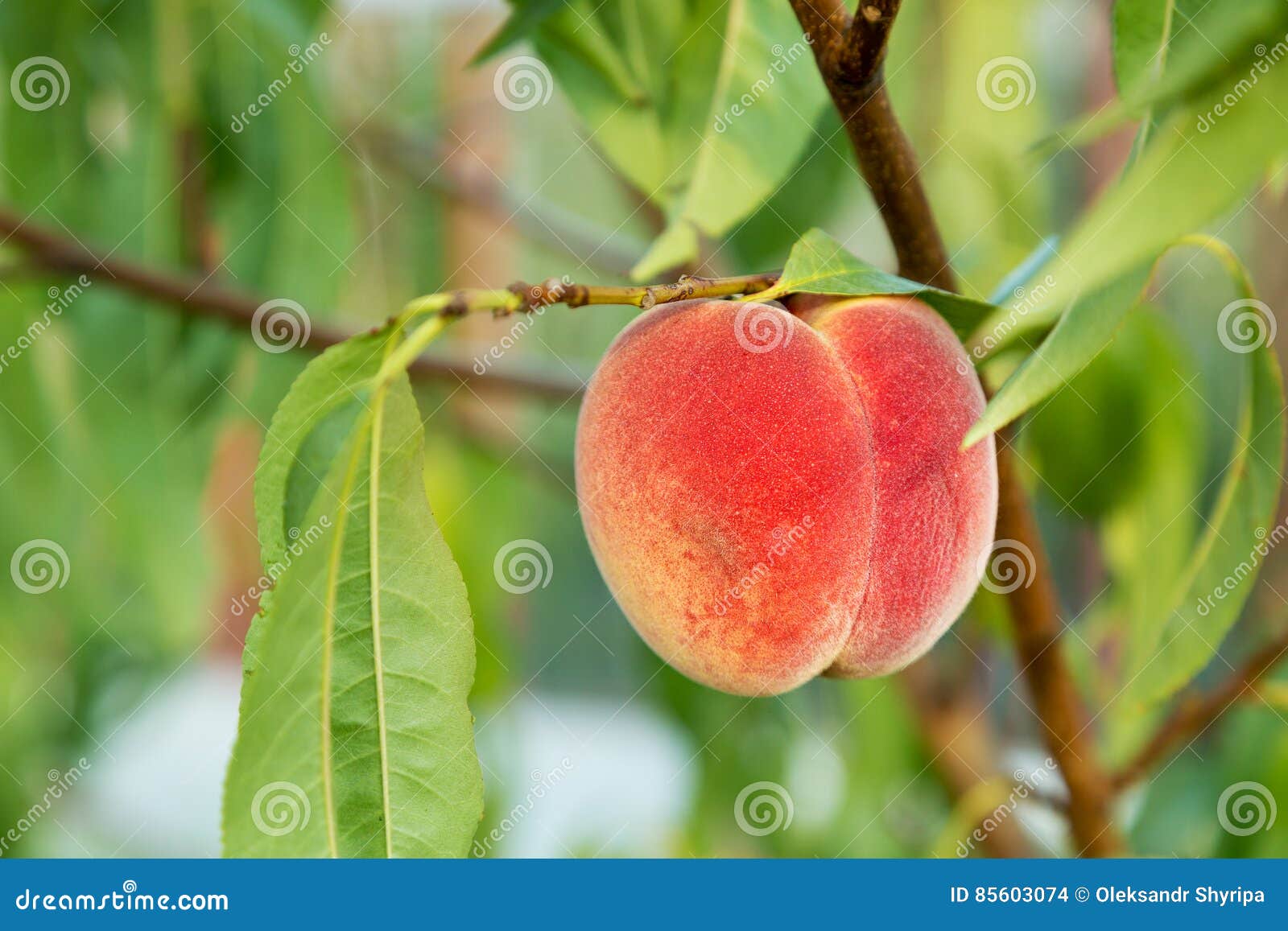 Crop of peaches stock photo. Image of nectarine, natural - 85603074