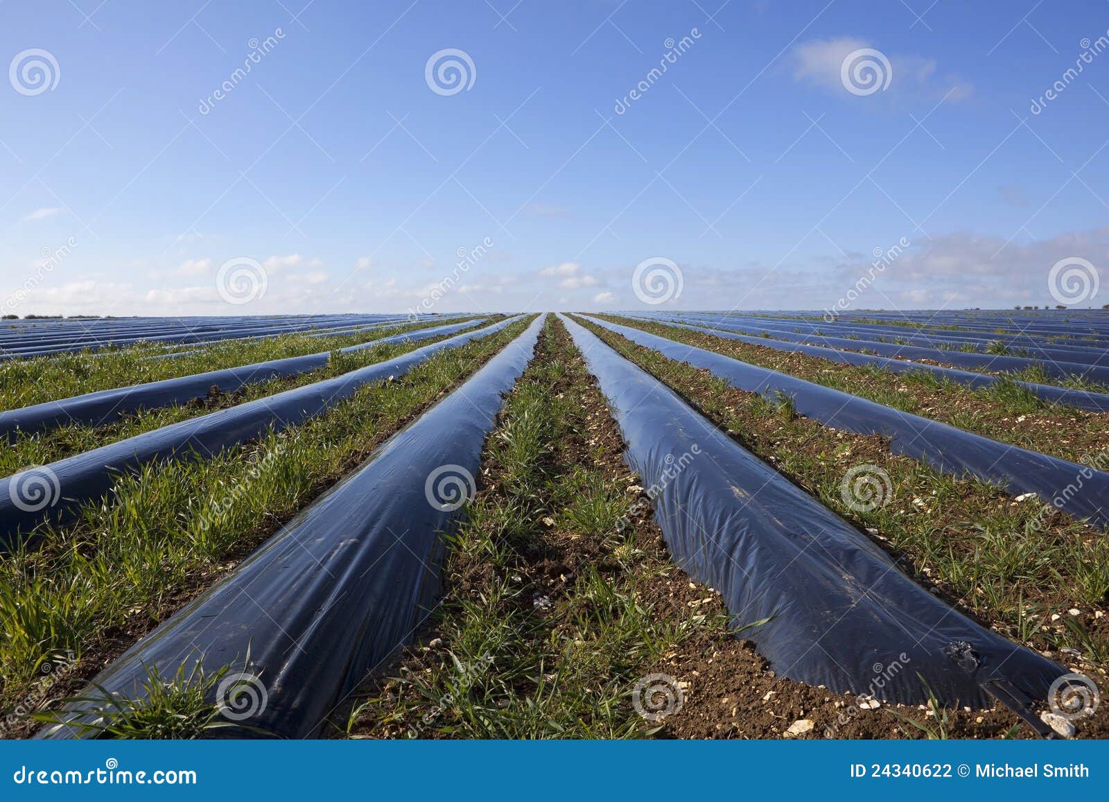 Crop protection stock photo. Image of rows, plastic, plants - 24340622