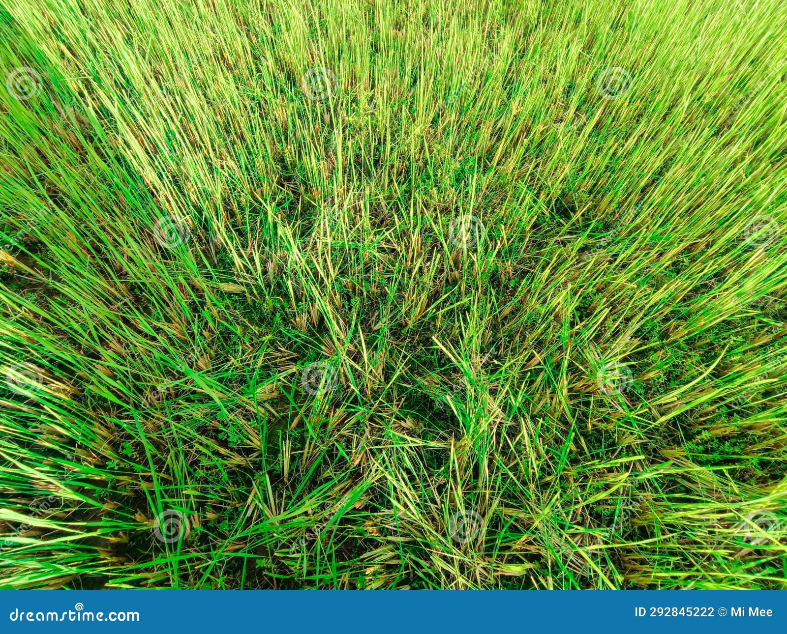 A crop of rice, top view stock photo. Image of farmland - 292845222