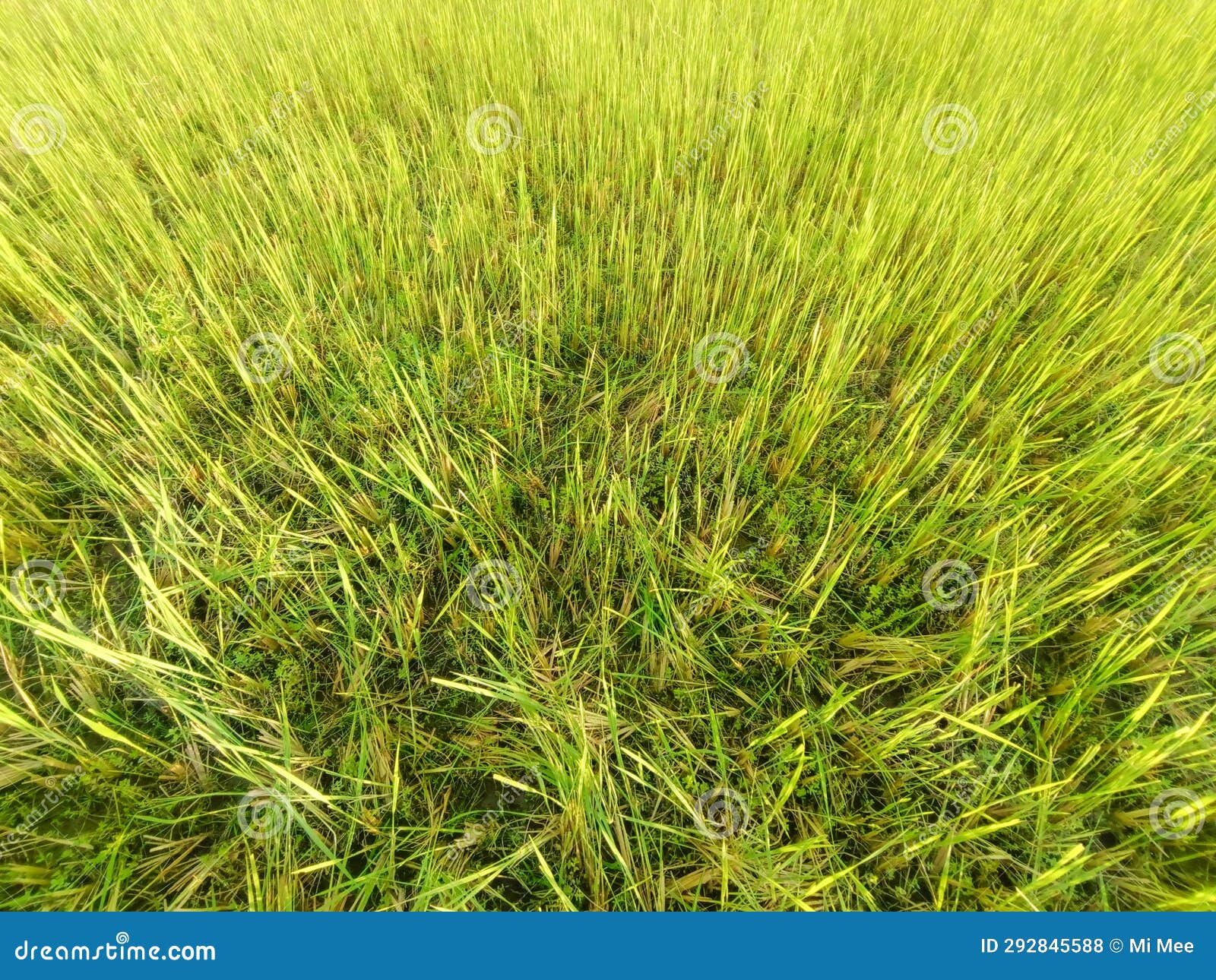 A crop of rice, top view stock photo. Image of countryside - 292845588