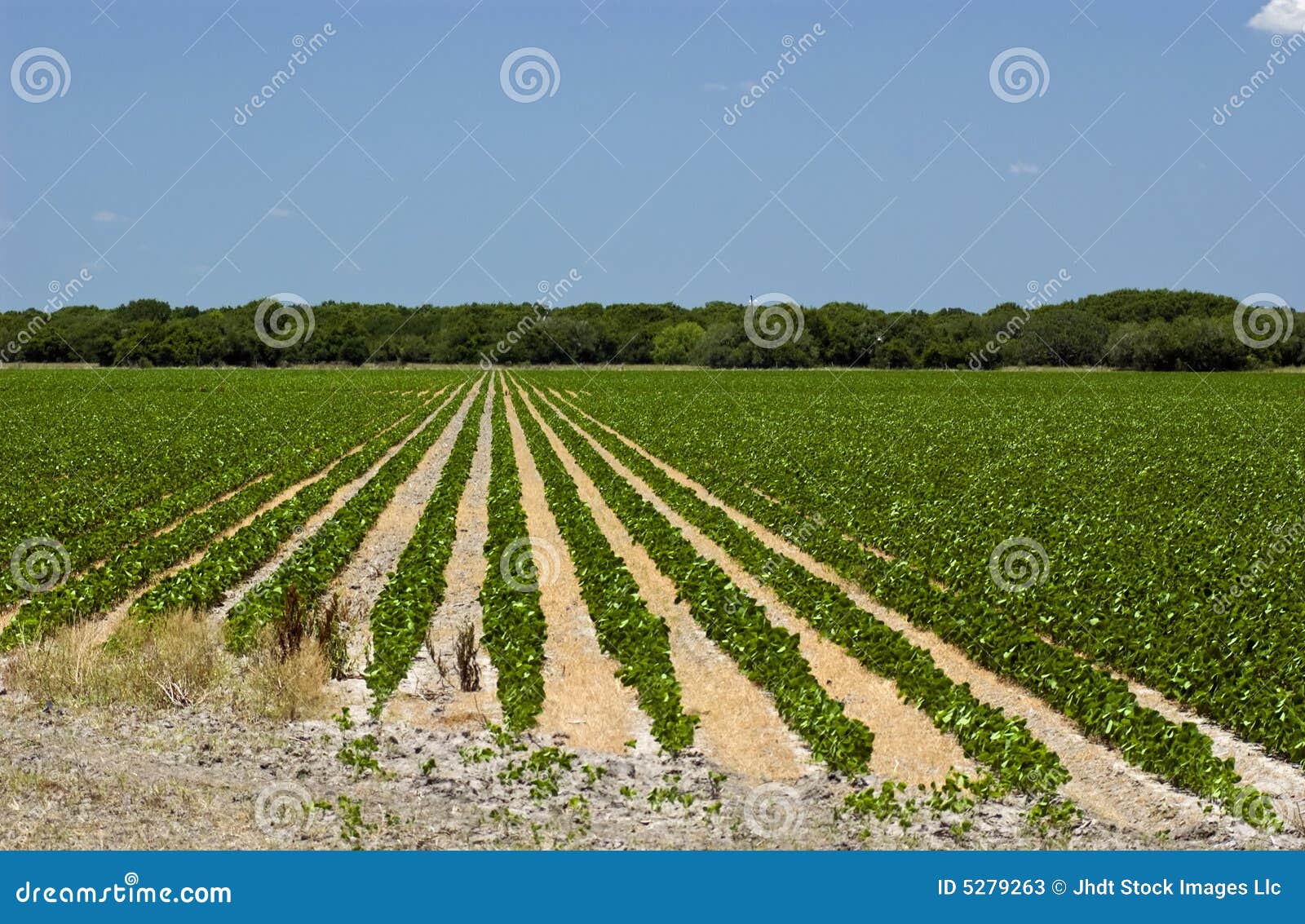 Crop Rows stock image. Image of agriculture, vegetation - 5279263