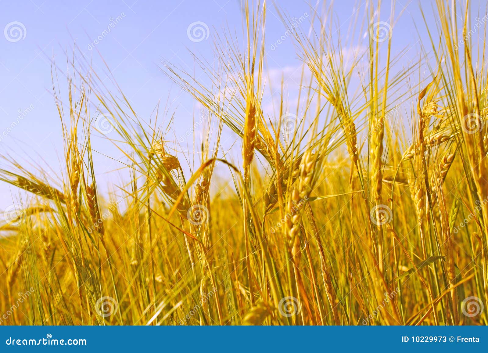 Crop of rye stock image. Image of agriculture, rural - 10229973