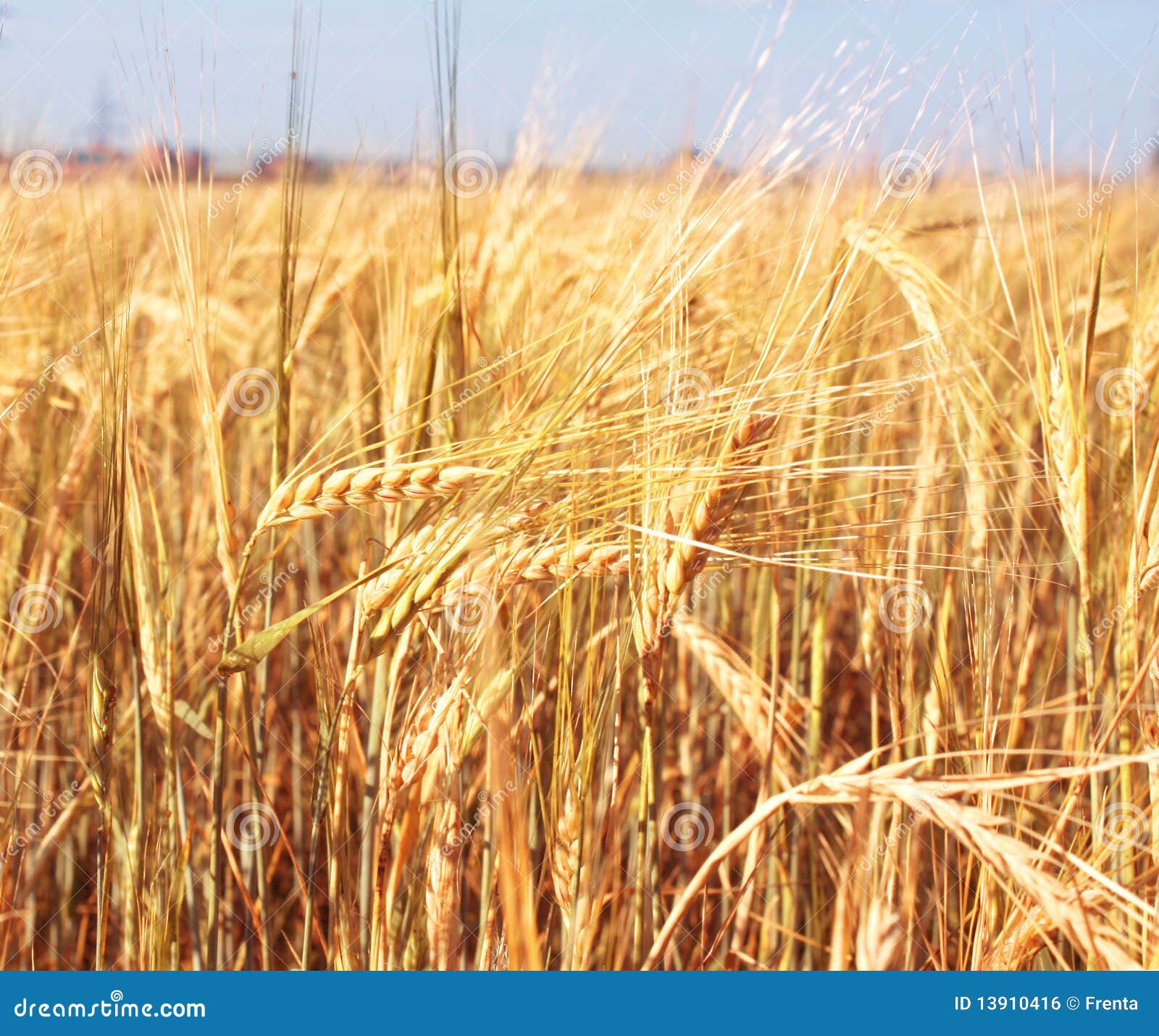 Crop of rye stock photo. Image of seed, farm, crop, cereal - 13910416