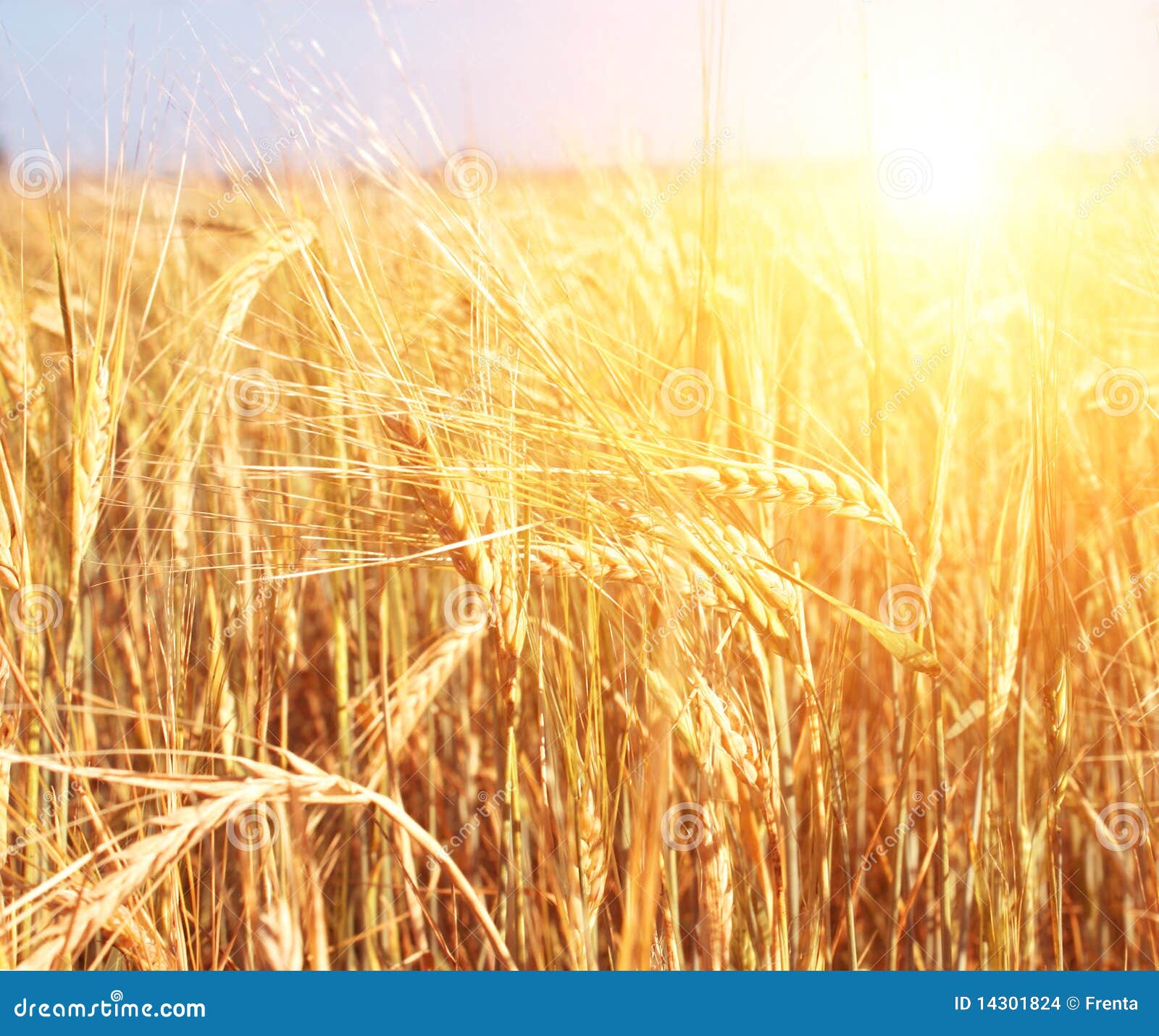 Crop of rye stock photo. Image of rural, growth, outdoor - 14301824