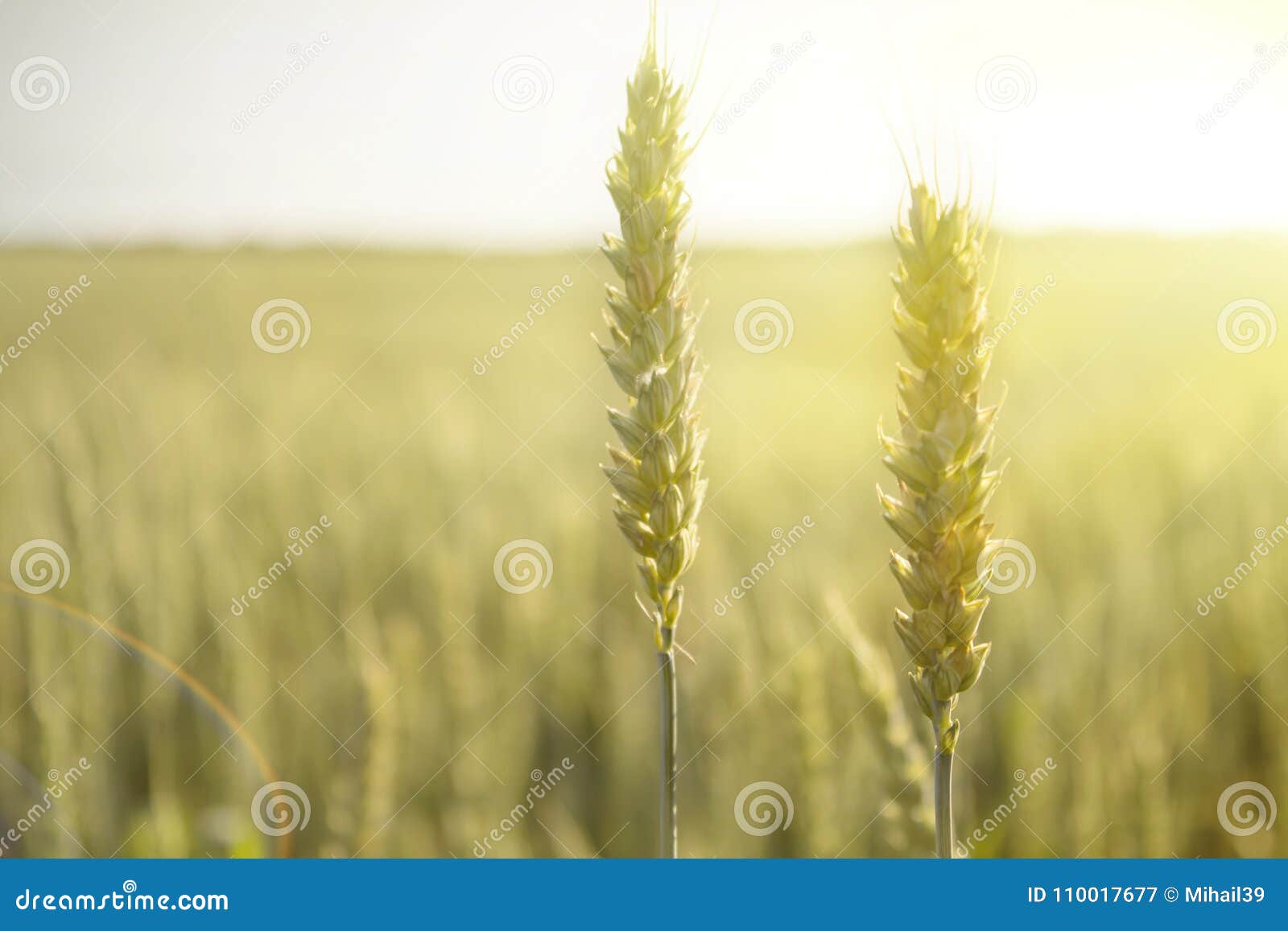 90,924 Field Rye Crop Stock Photos - Free & Royalty-Free Stock Photos ...