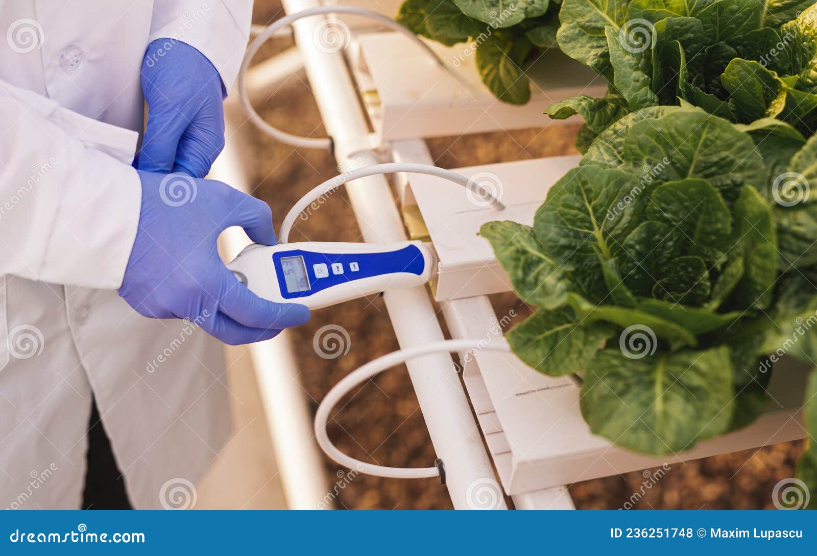 Crop Scientist Using PH Tester in Water Stock Photo - Image of green ...