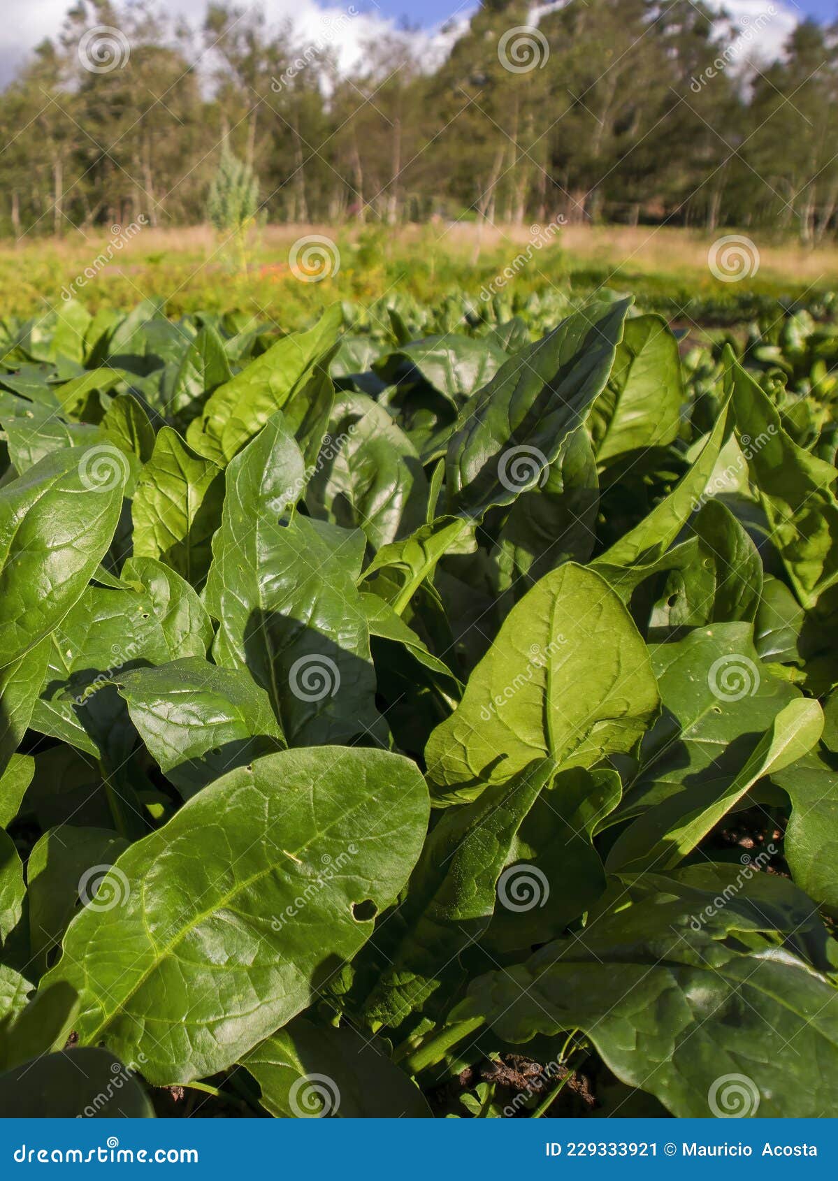 A Crop of Spinach in a Vegetable Plot Stock Image - Image of beautiful ...