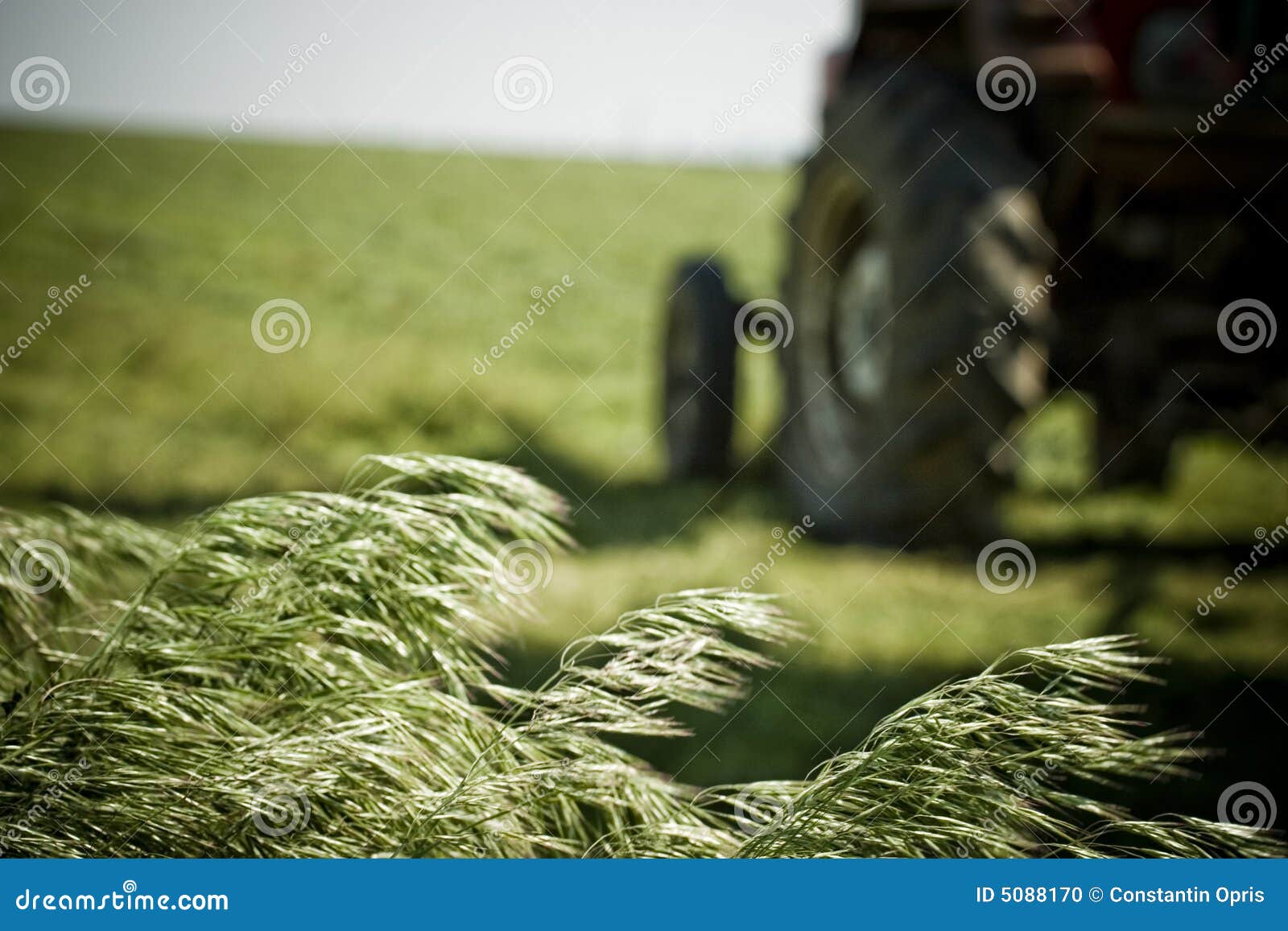 Crop Stalks Blowing in Field Stock Photo - Image of meadow, windy: 5088170