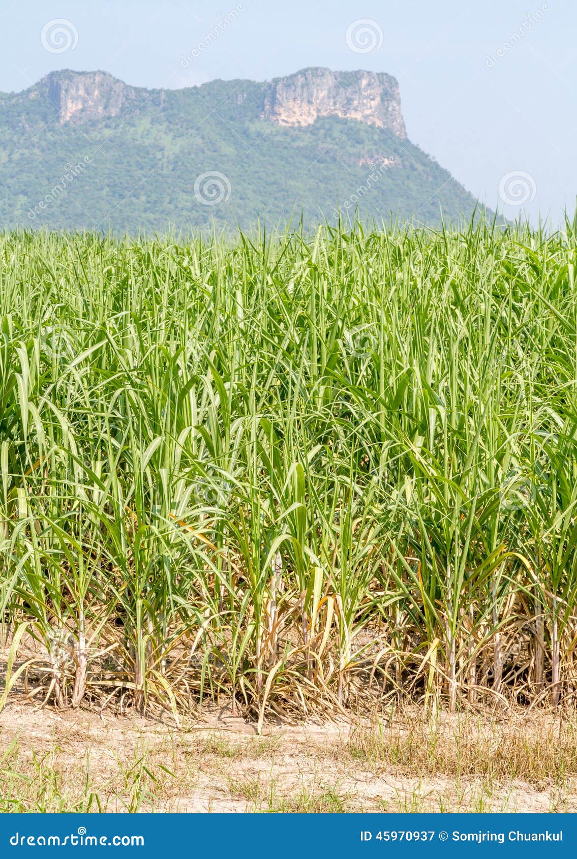 Crop Sugarcane. stock image. Image of harvest, farmland - 45970937