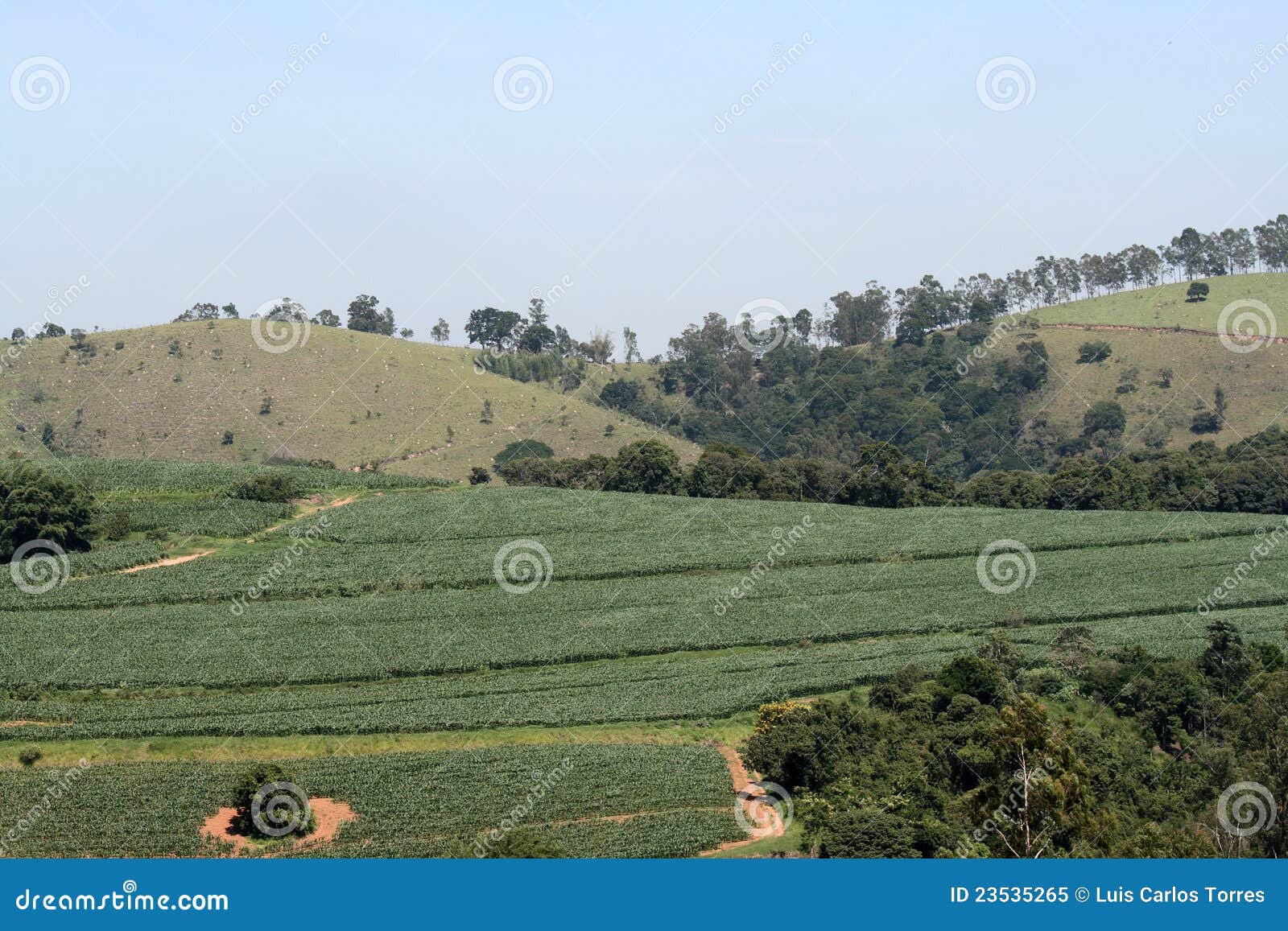 Crop view stock image. Image of crop, corn, produce, vertical - 23535265