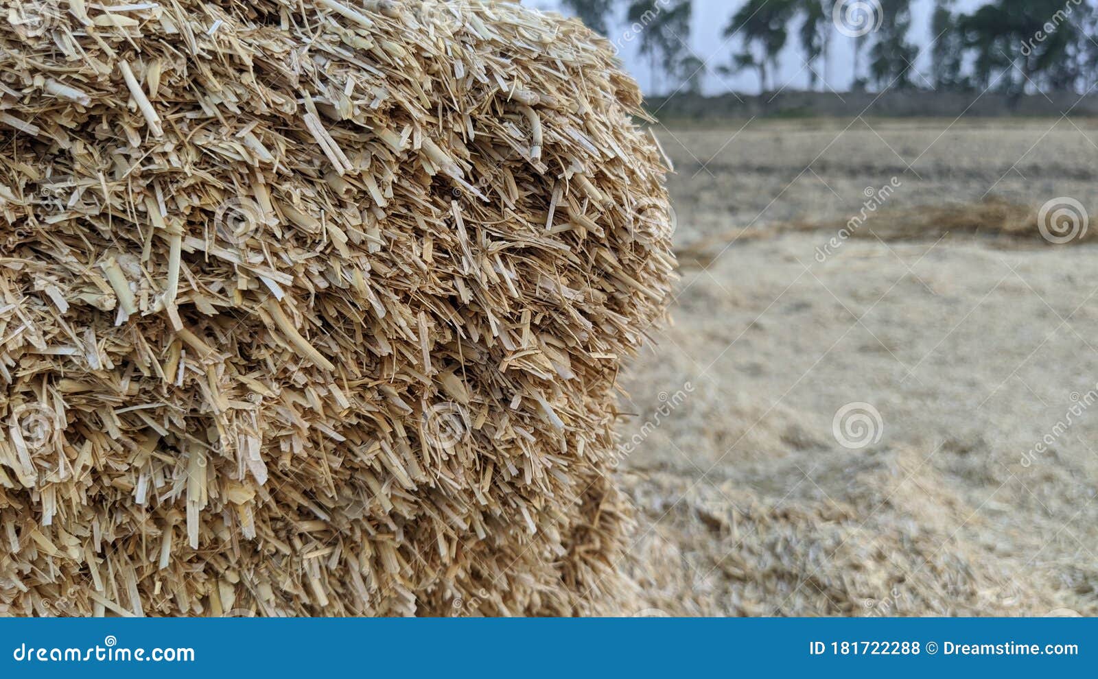 Crop Waste after Extraction of Weet Stock Photo - Image of crop ...