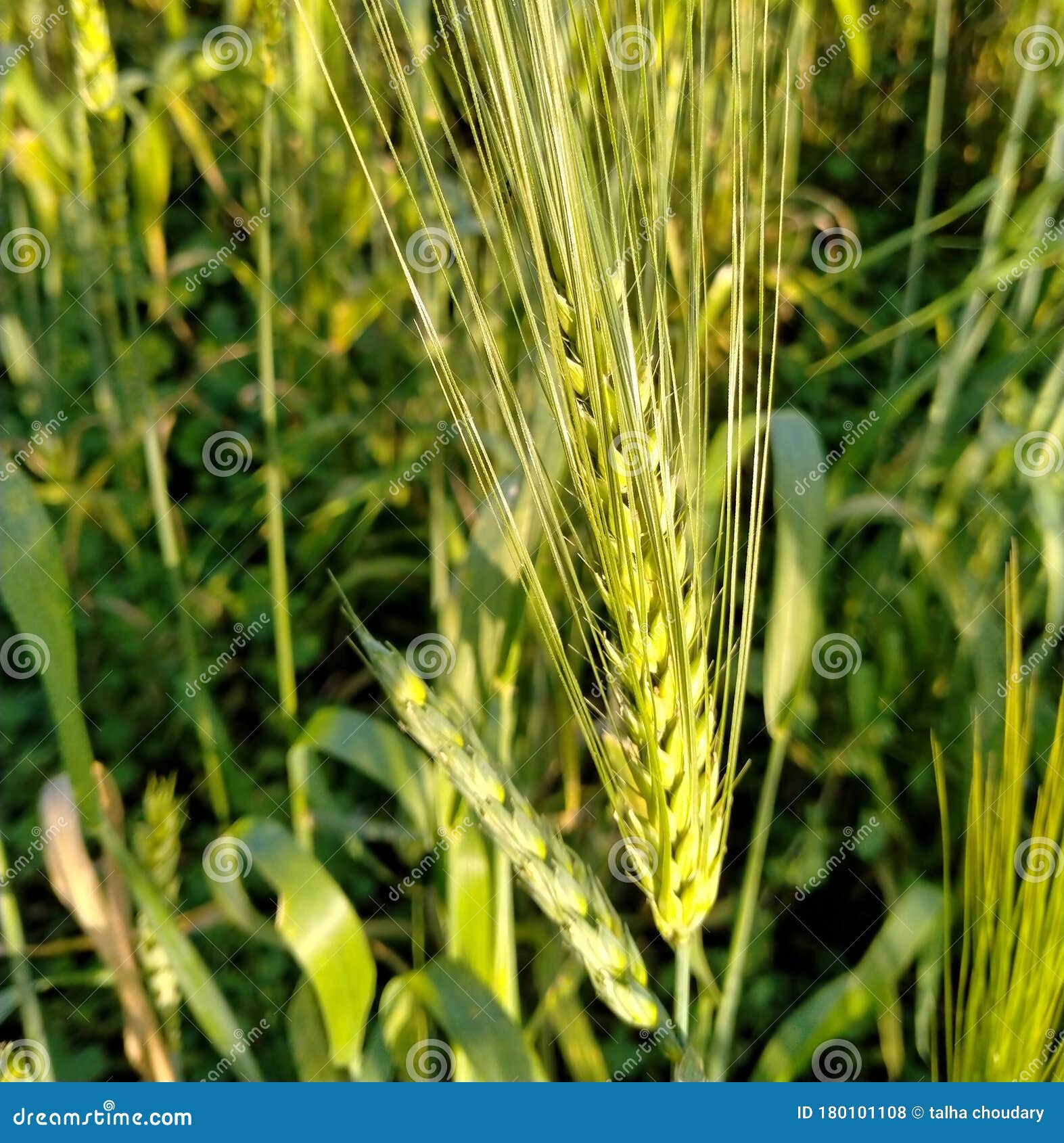 Crop of wheat stock photo. Image of flower, vegetable - 180101108