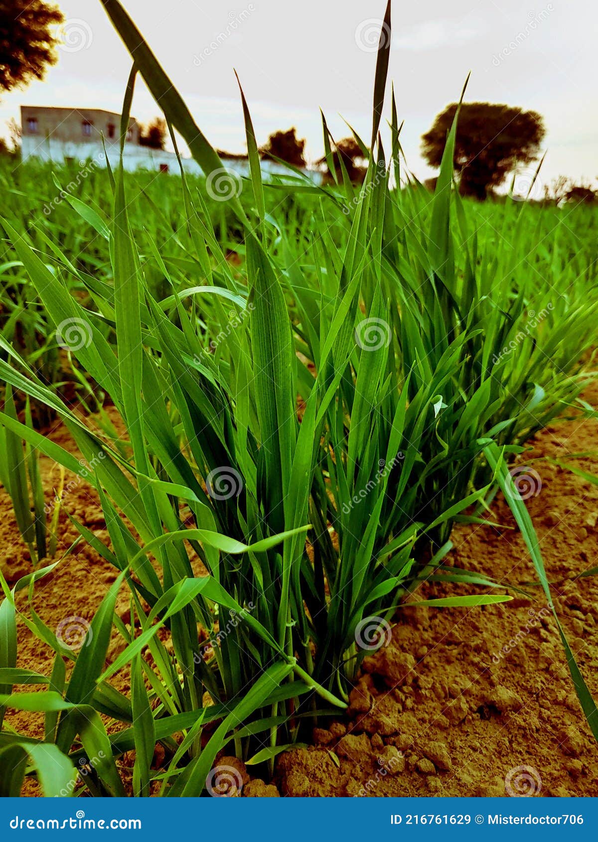 A Crop of Wheat after 15 Days of Growth. Stock Image - Image of days ...