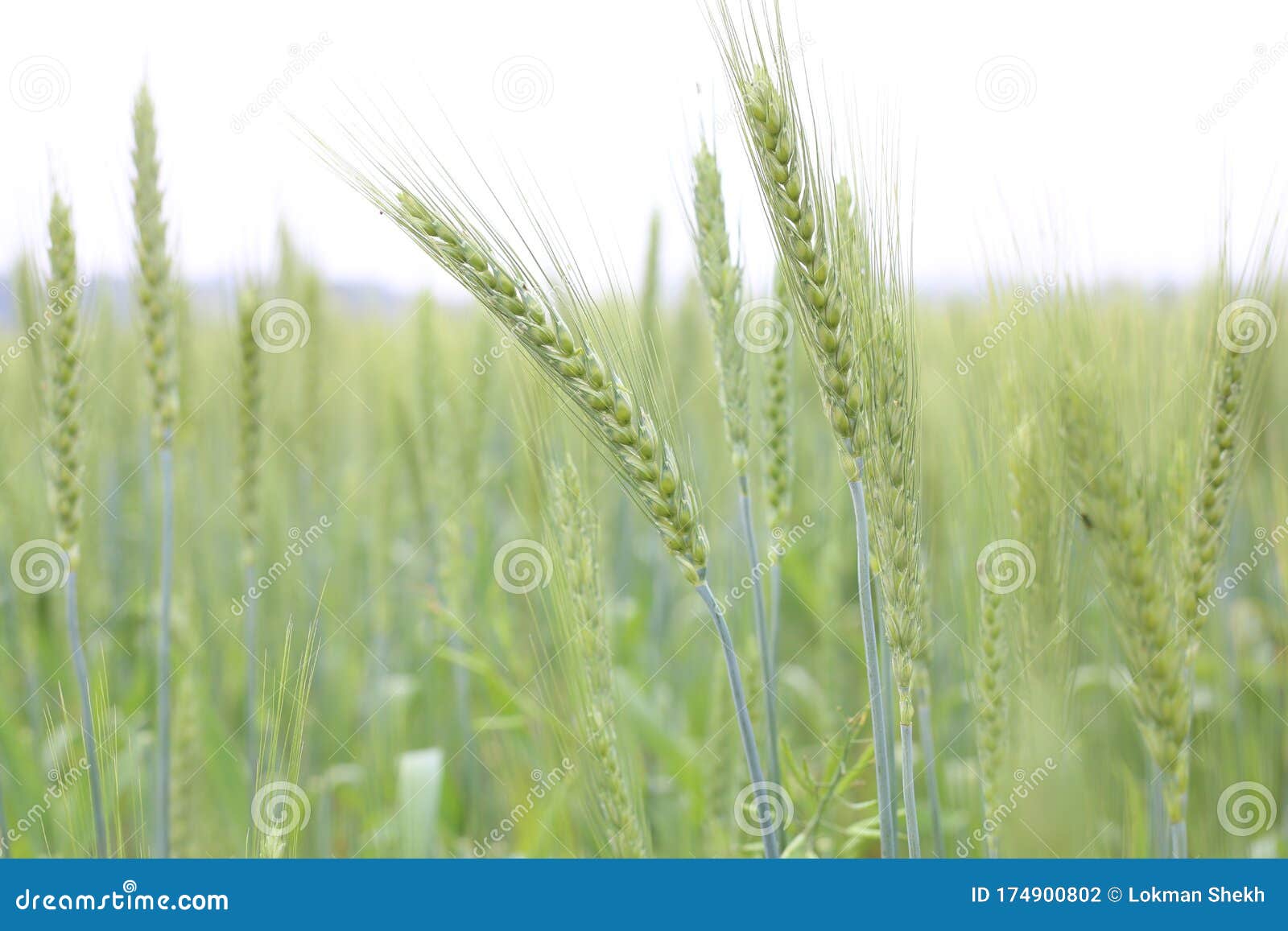 Crop of Young Wheat Seedlings in an Agricultural Field in Spring Stock ...