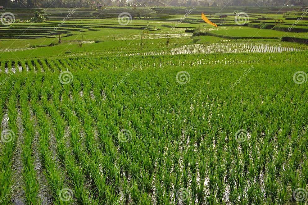 Cropland stock image. Image of plant, plantation, green - 11678089