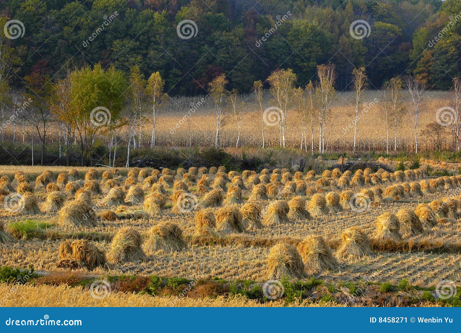 Cropland stock image. Image of backgrounds, autumn, meadows - 8458271