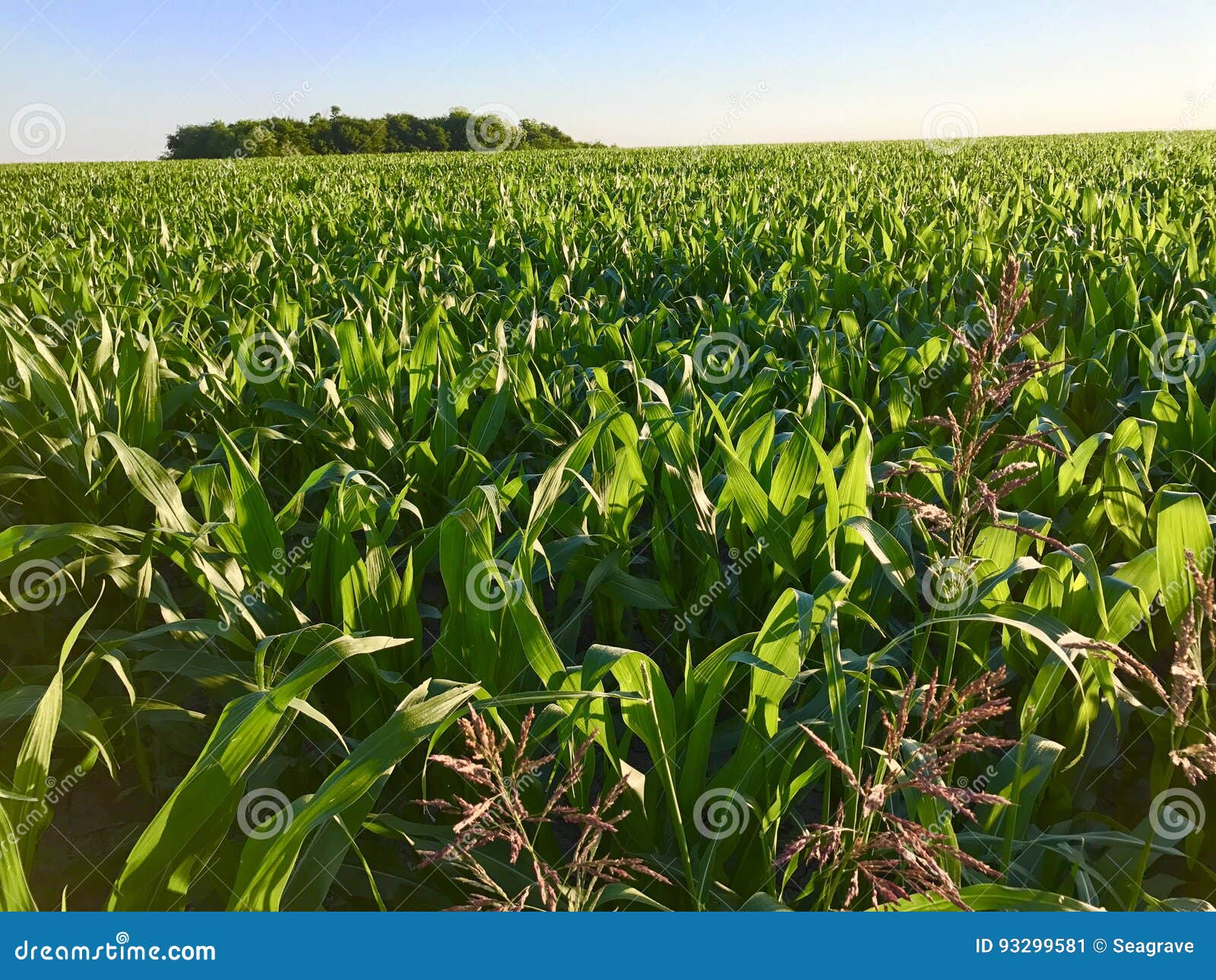 Cropland in Ennis Texas stock image. Image of green, crop - 93299581