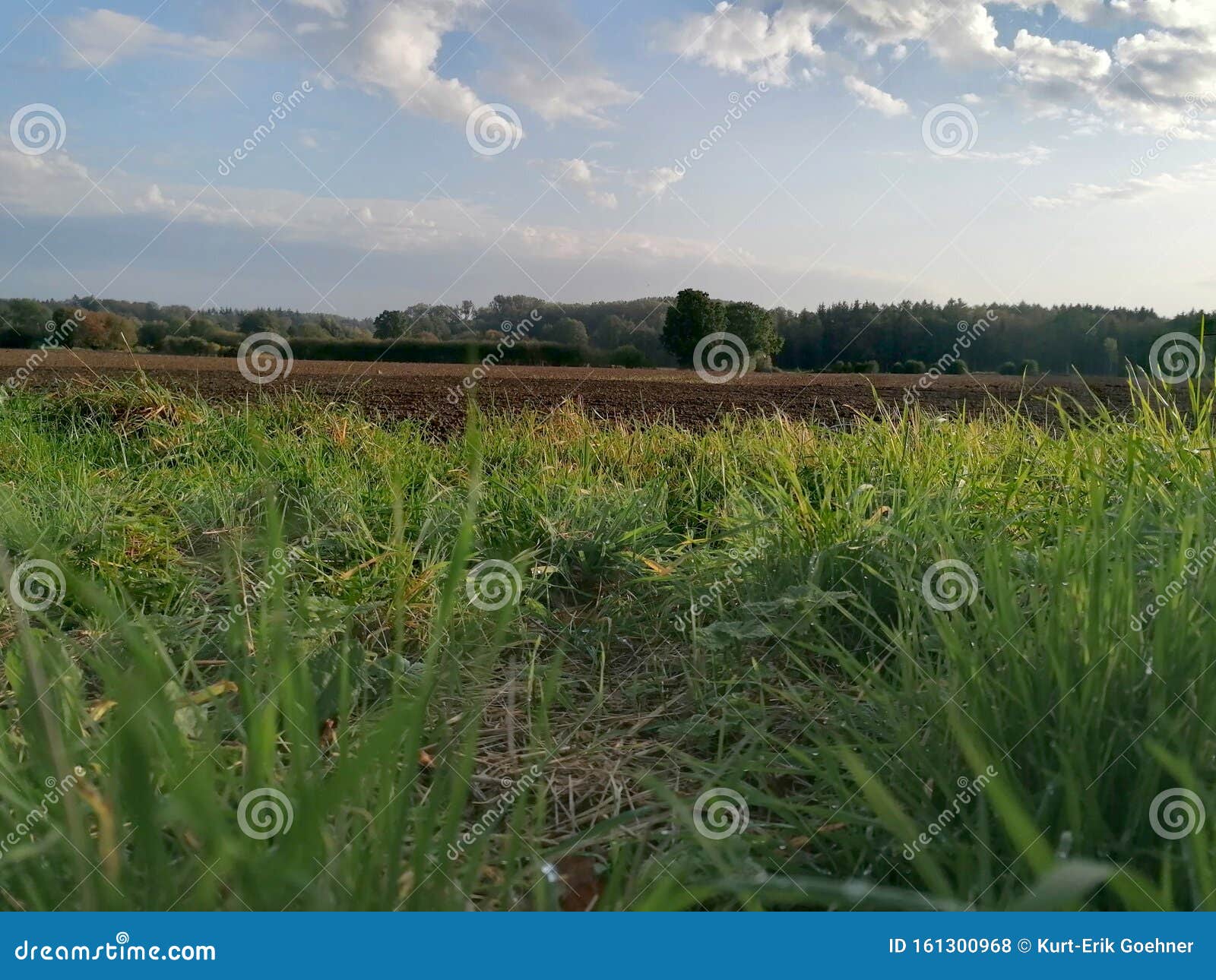 Cropland with grass stock photo. Image of trees, grass - 161300968