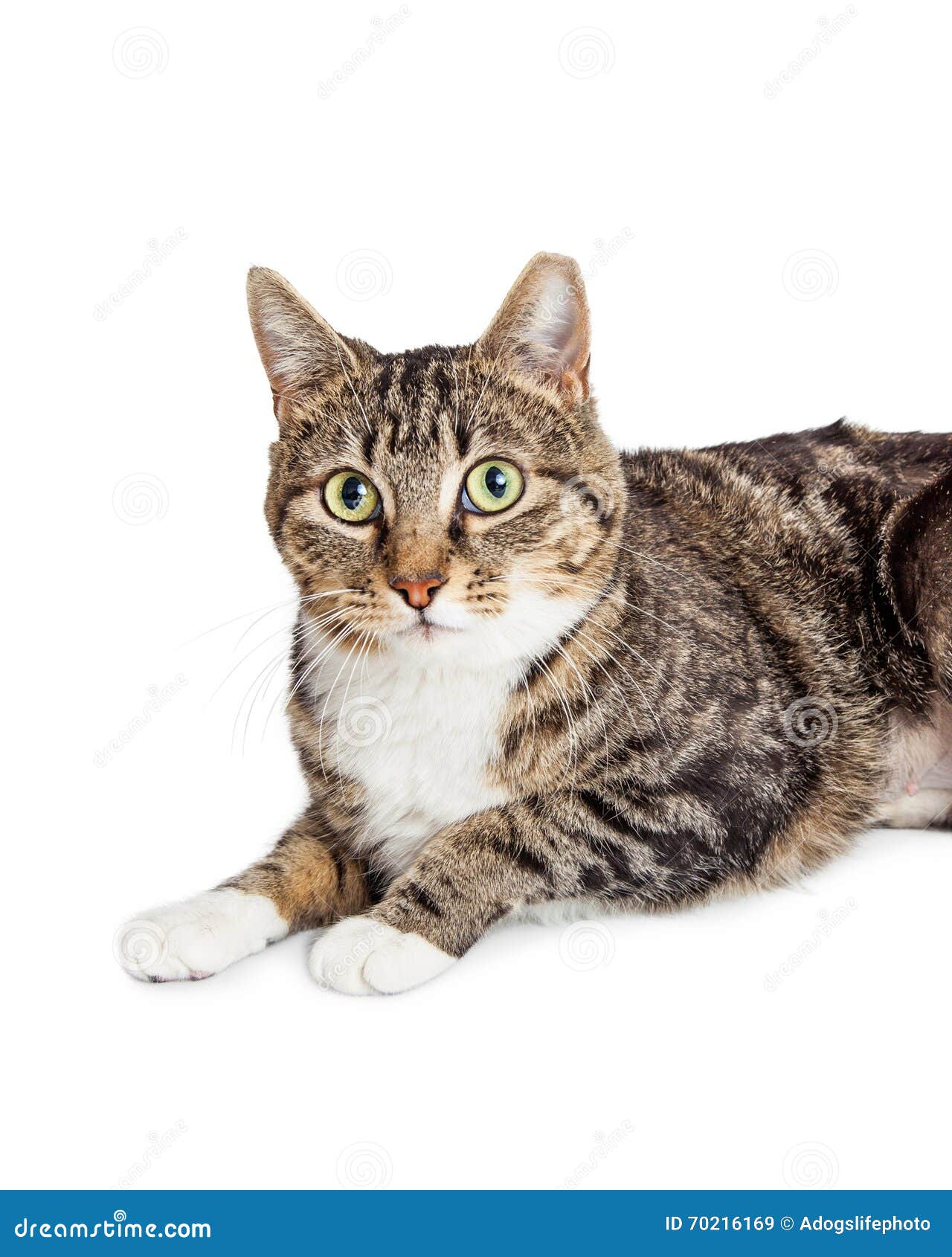 Cropped Closeup Tabby Cat stock image. Image of looking - 70216169