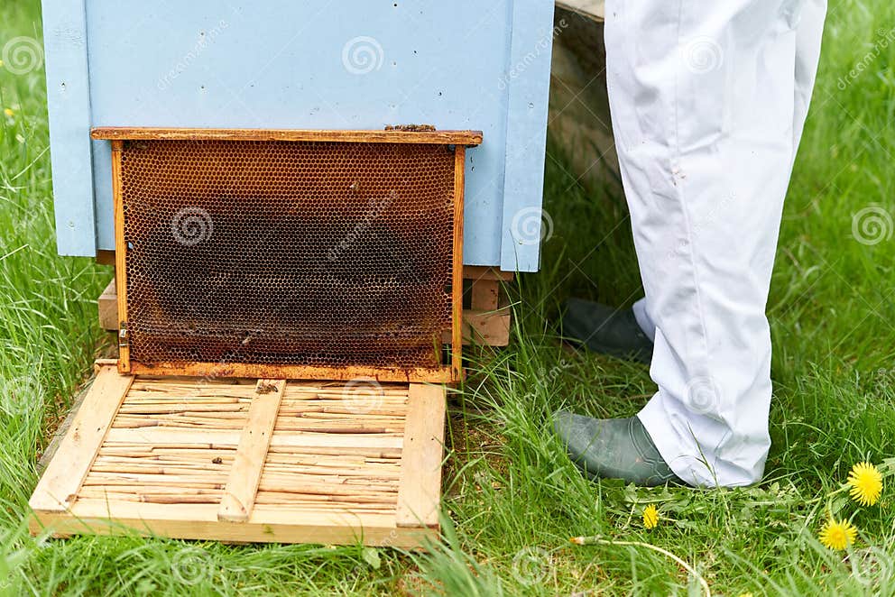 Legs of a Beekeeper and a Panel of an Artificial Bee Hive Stock Photo ...