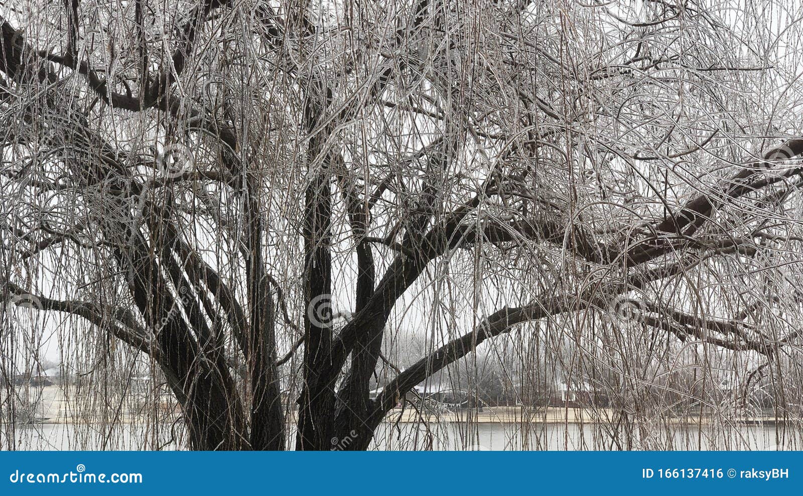 Branches and Twigs of a Willow Tree with All Coated with Ice Stock ...