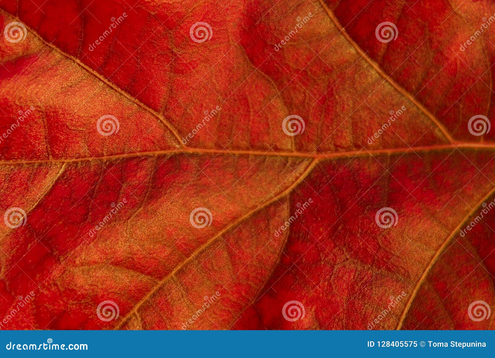 Cropped Shot of Leaf, Close Up. Stock Image - Image of macro, maple ...