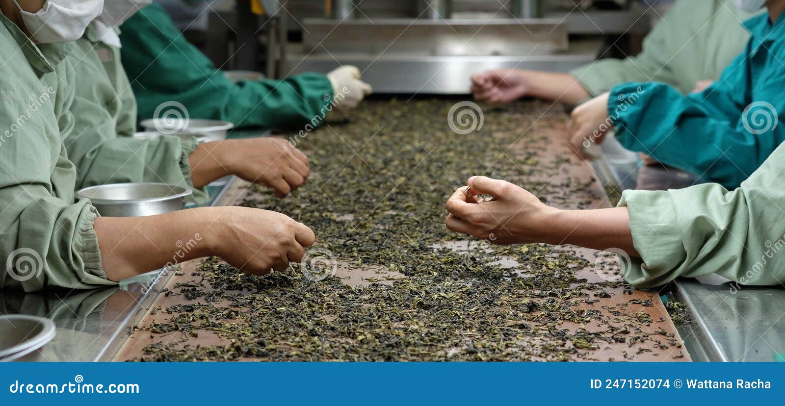 Cropped Shot of Workers Select the Best Tea Leaves in Tea Processing ...