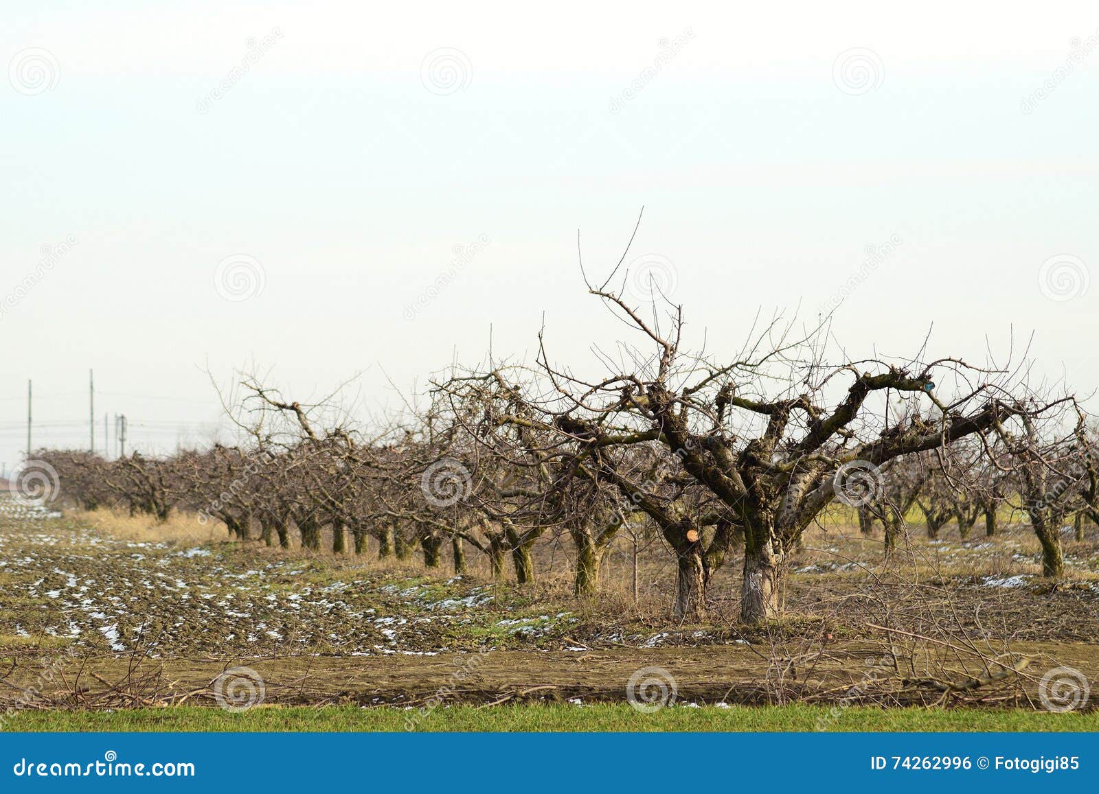 Cropped Trees in the Apple Orchard Stock Photo - Image of hold, winter ...