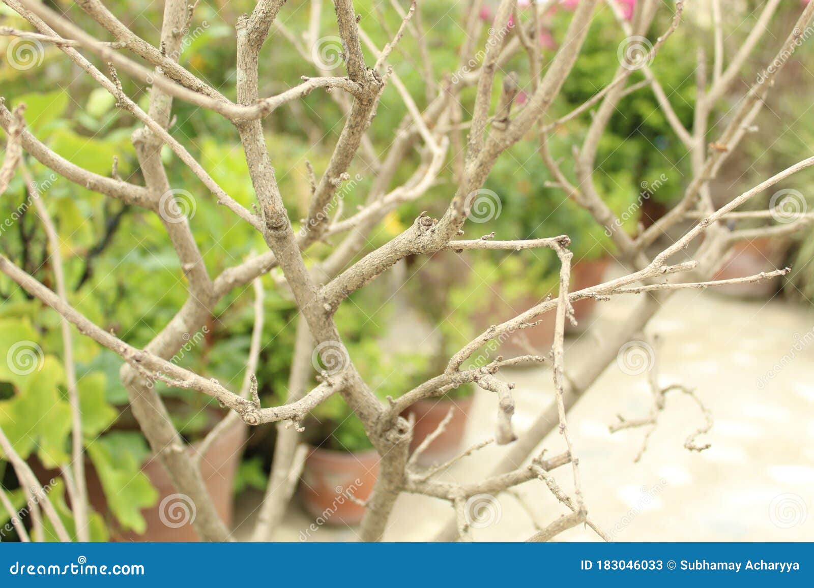 Cropped View of Dead Tree Branches with Selective Focus and Blur Green ...