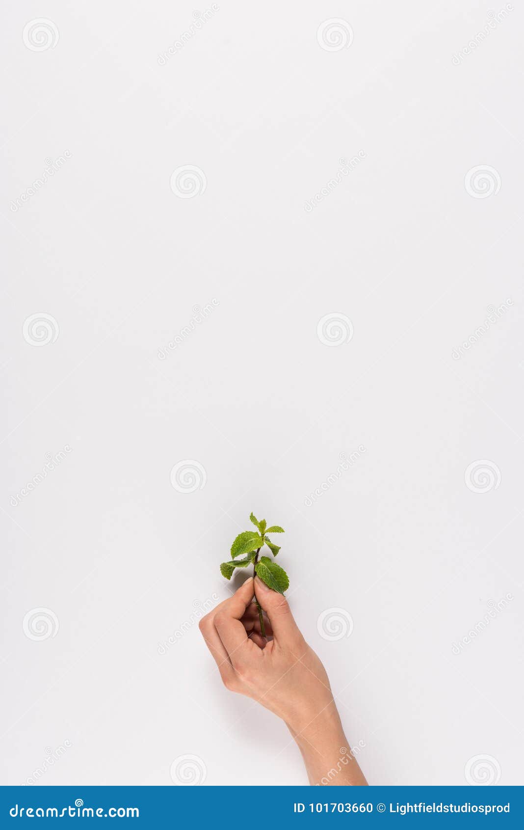 Hand holding mint leaf stock photo. Image of herbal - 101703660