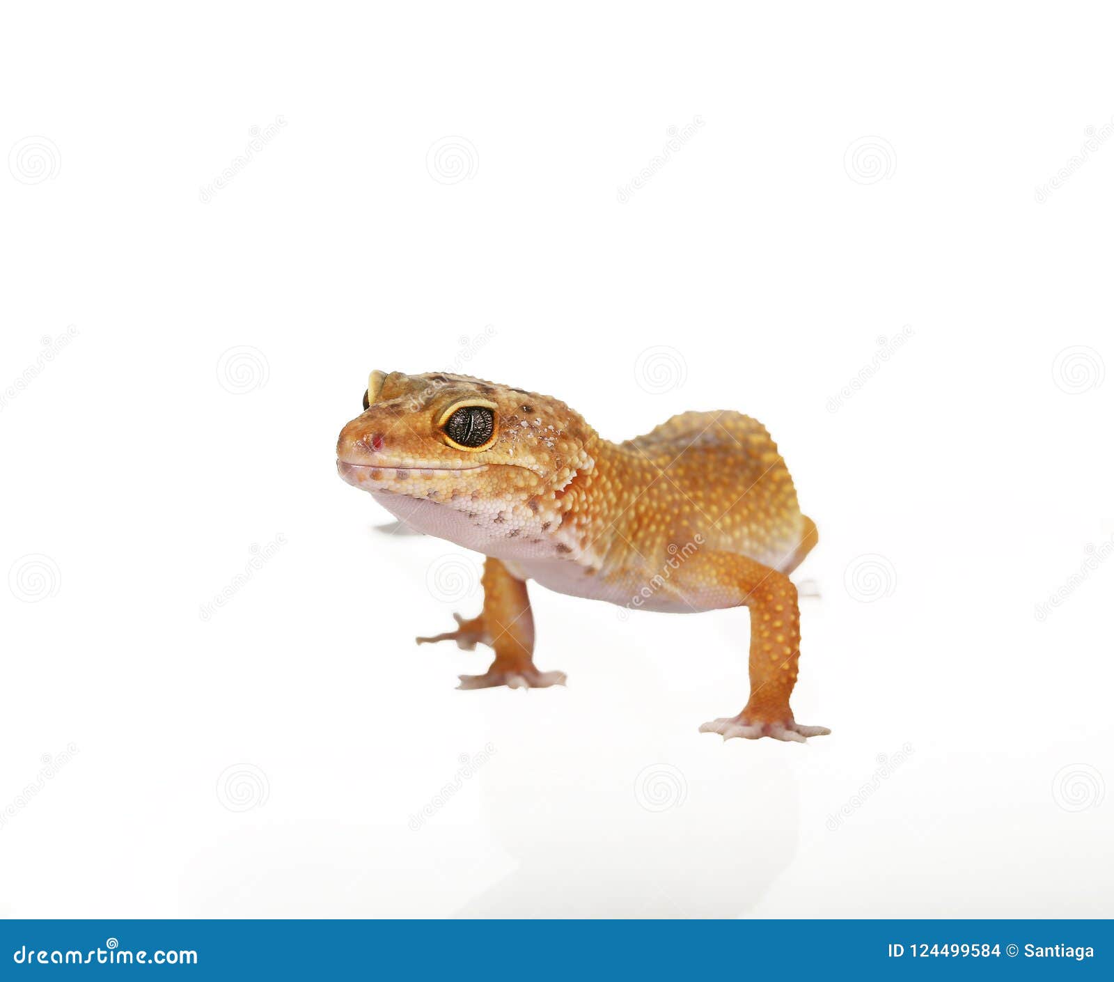 Yellow and Orange Spotted Leopard Gecko on White Stock Photo - Image of ...