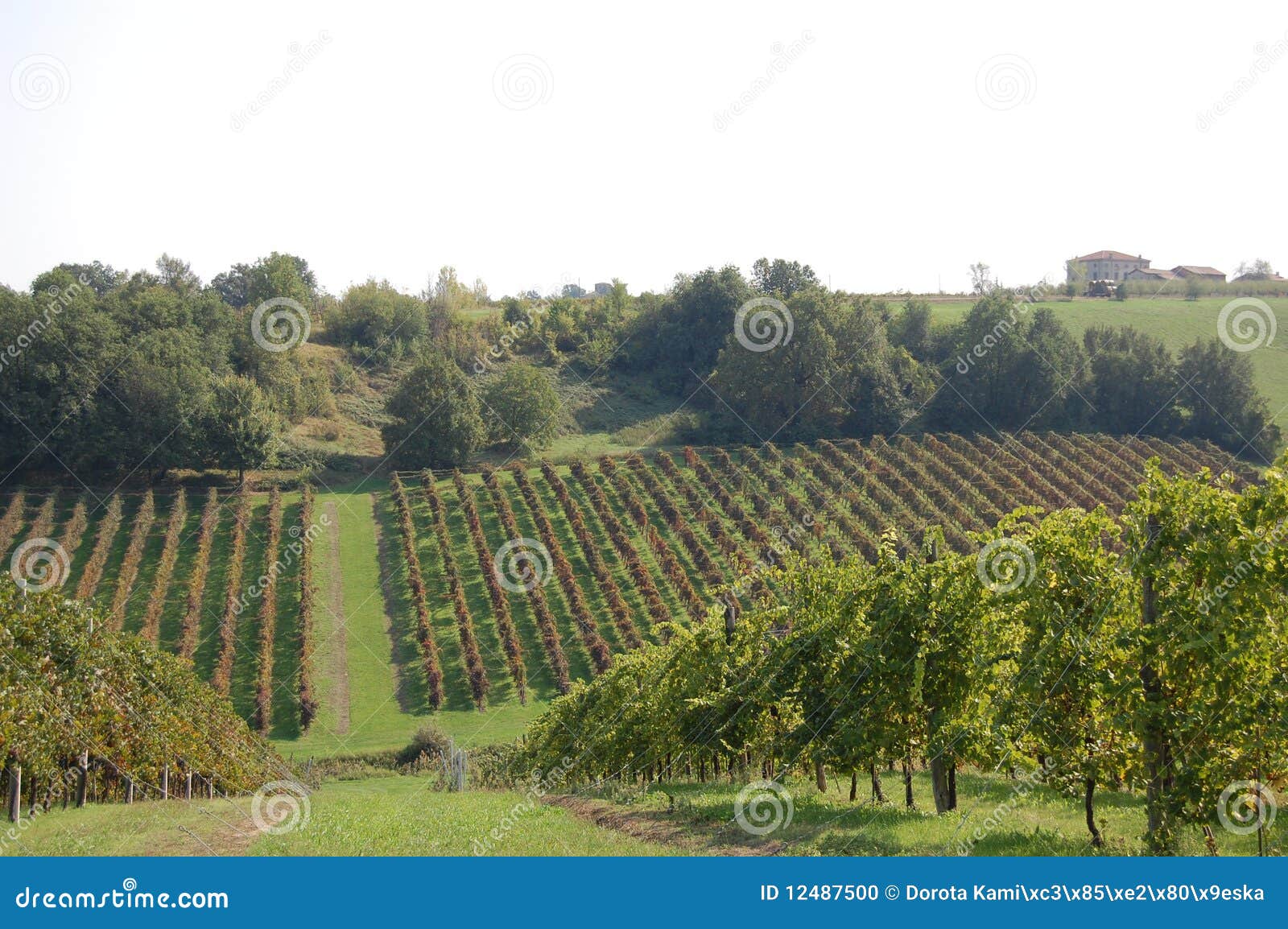 Cropping of Grapes in Italy Stock Photo - Image of fruits, house: 12487500