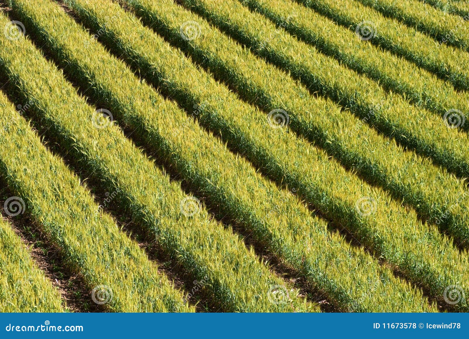 Crops stock photo. Image of sunshine, exterior, food - 11673578